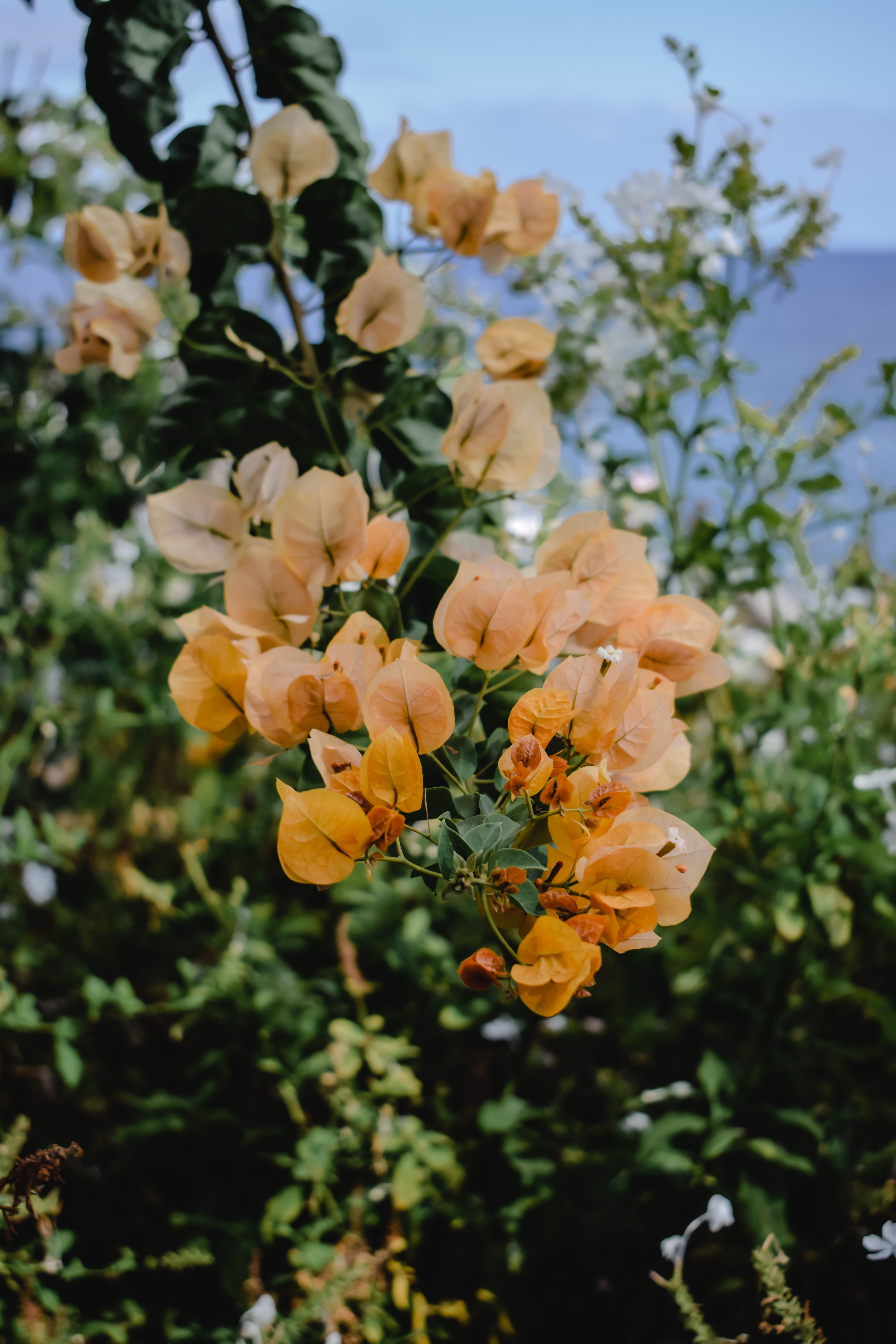 Best Giant Eagle Flowers Photos · 100% Free Download · Pexels Stock Photos