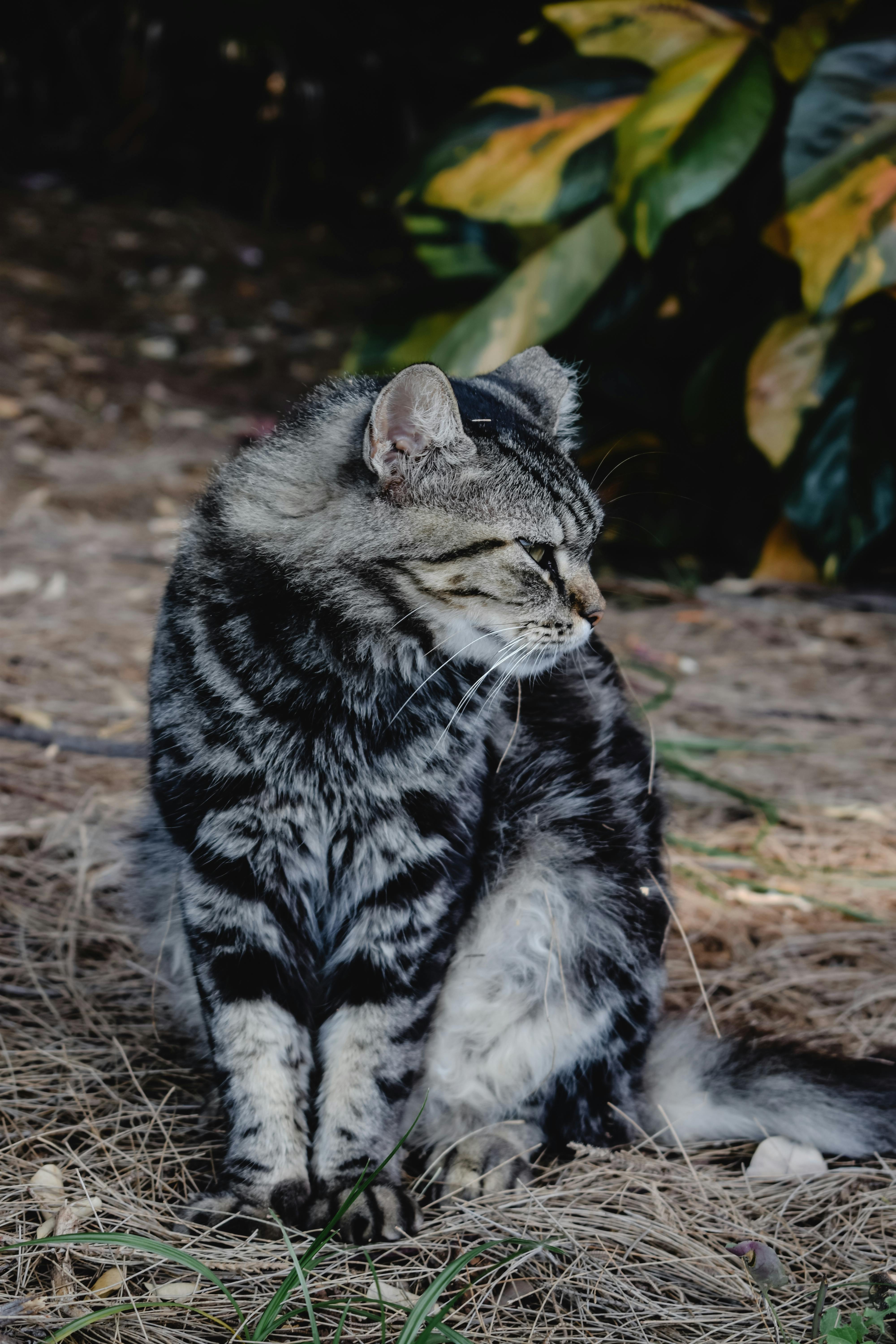 200,000+ Best Cat Portrait Photos · 100% Free Download · Pexels Stock ...