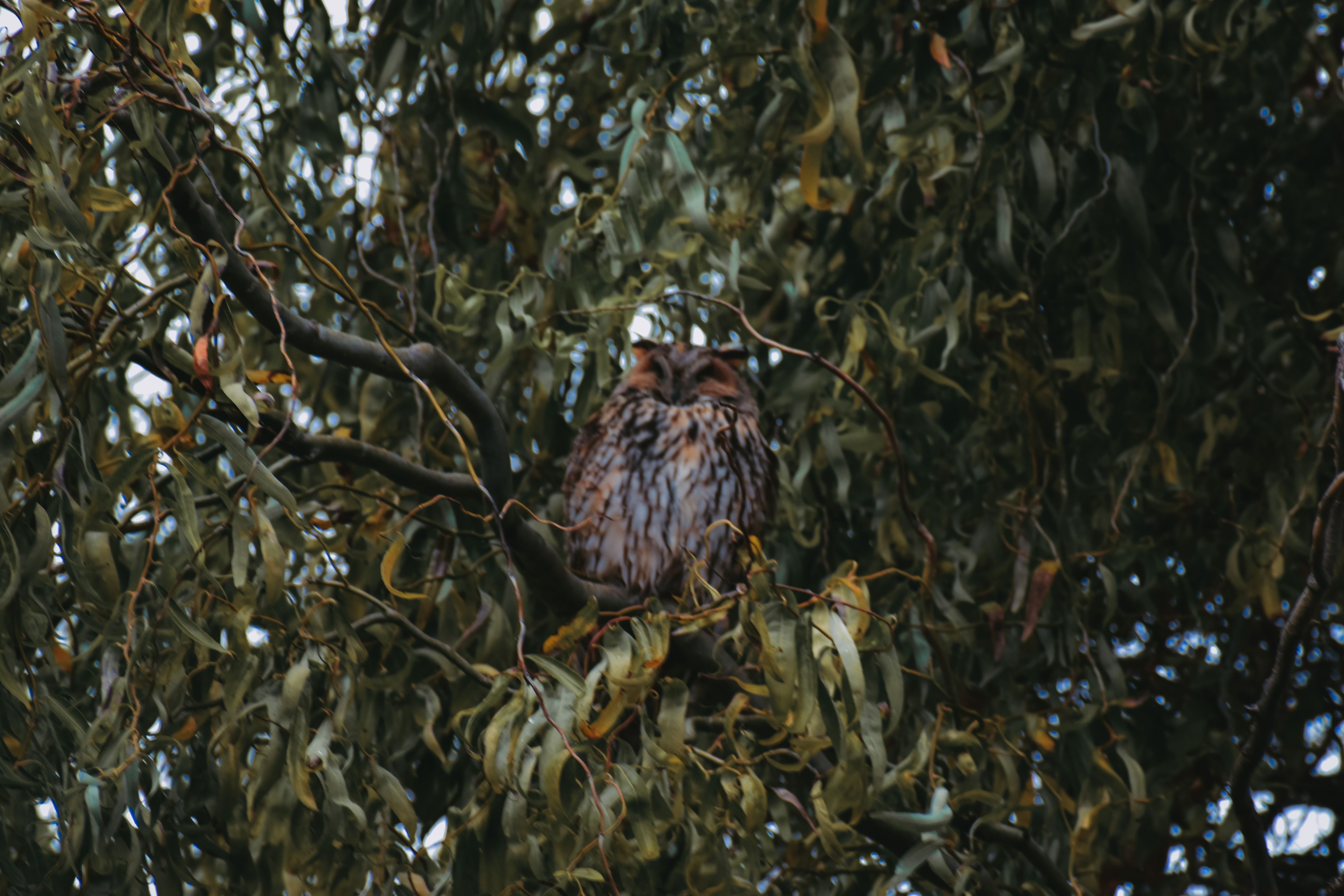 Owl sitting on tree branch · Free Stock Photo