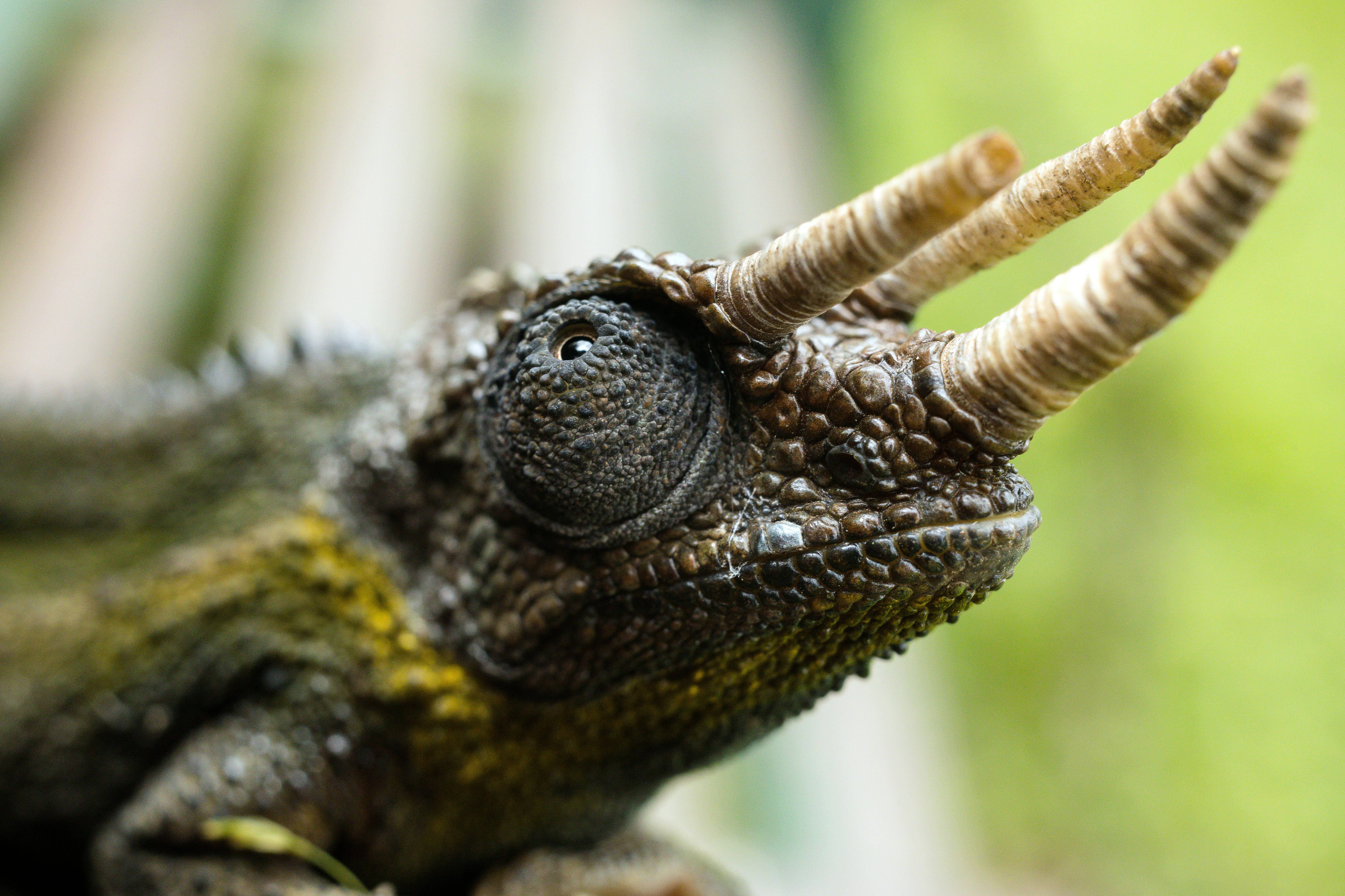 Red and Gray Reptile on Tree Branch · Free Stock Photo