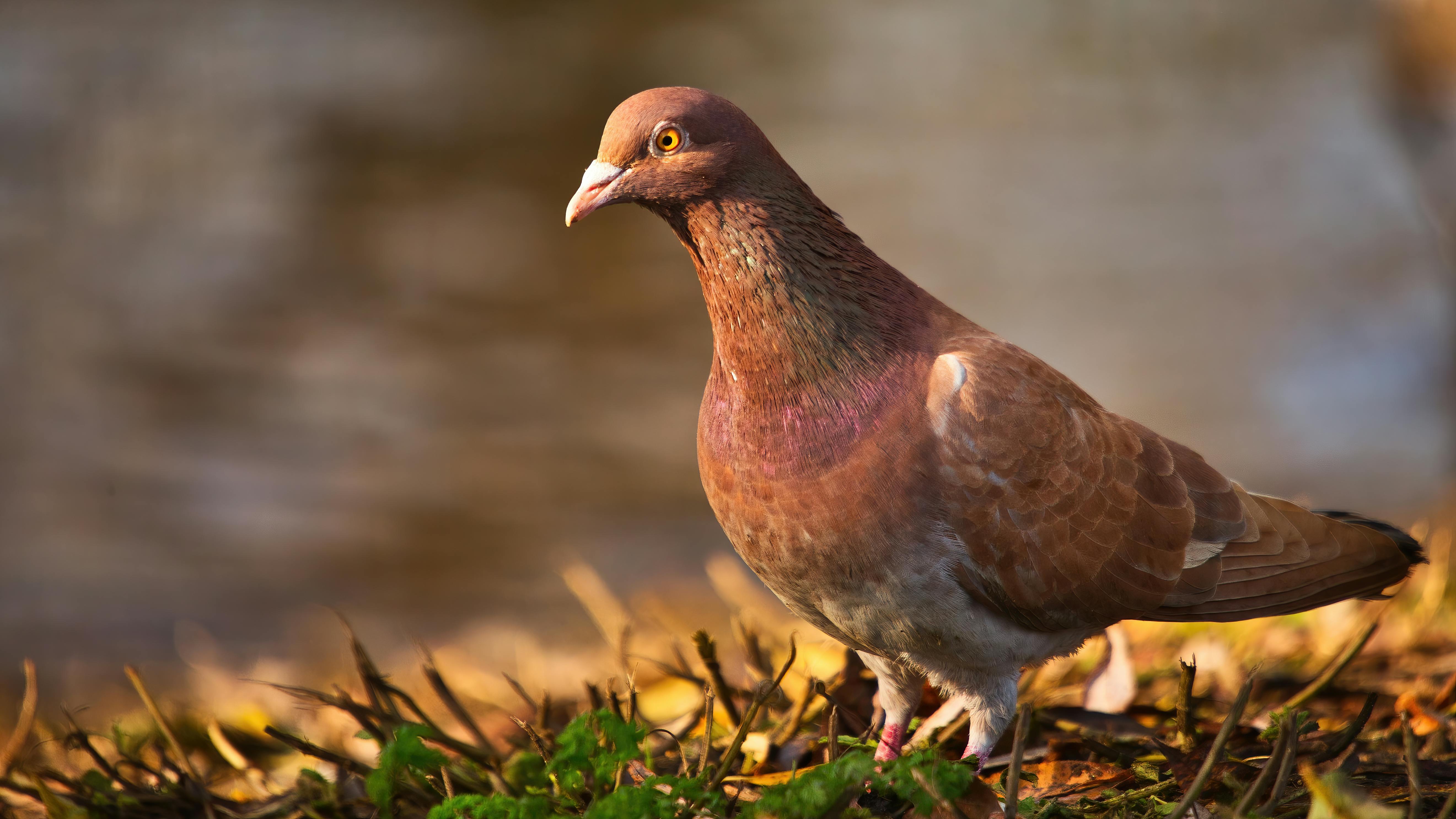 Close-up of Pigeons Eating Seeds from Ground · Free Stock Photo