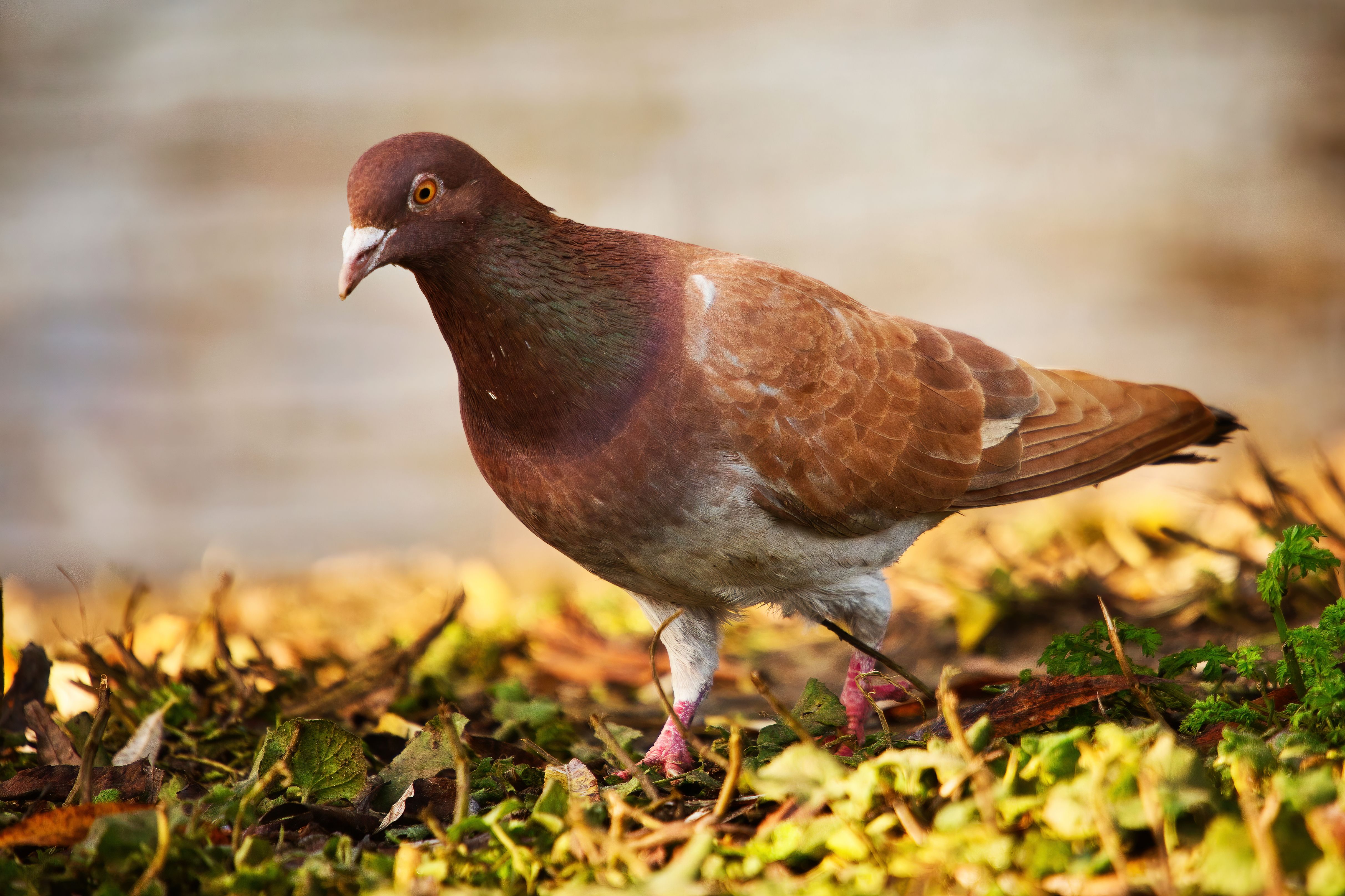 Pigeon In Sunlight Photos, Download The BEST Free Pigeon In Sunlight ...