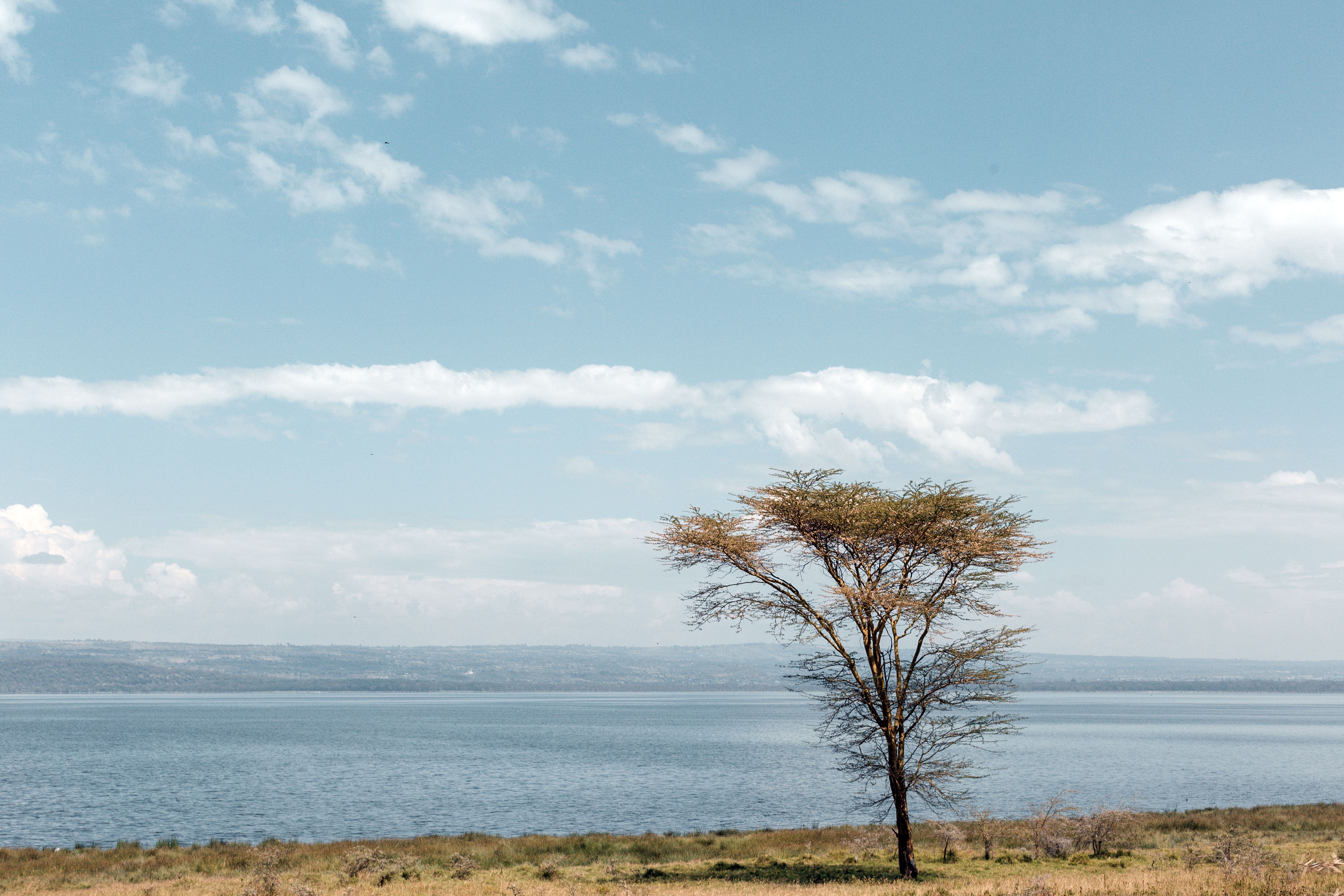 Gras Photos, Download The BEST Free Gras Stock Photos & HD Images