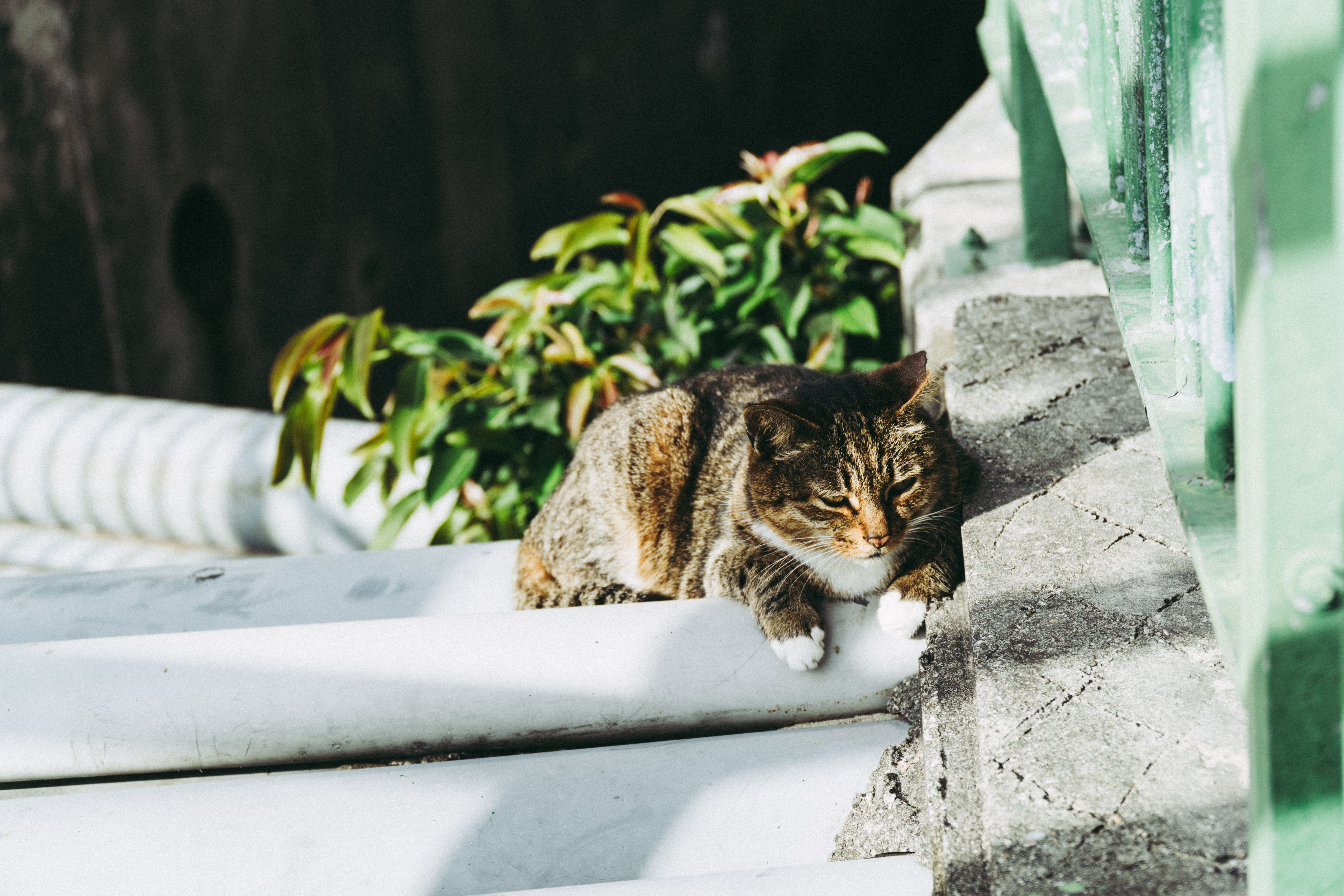 Close up of Cat · Free Stock Photo