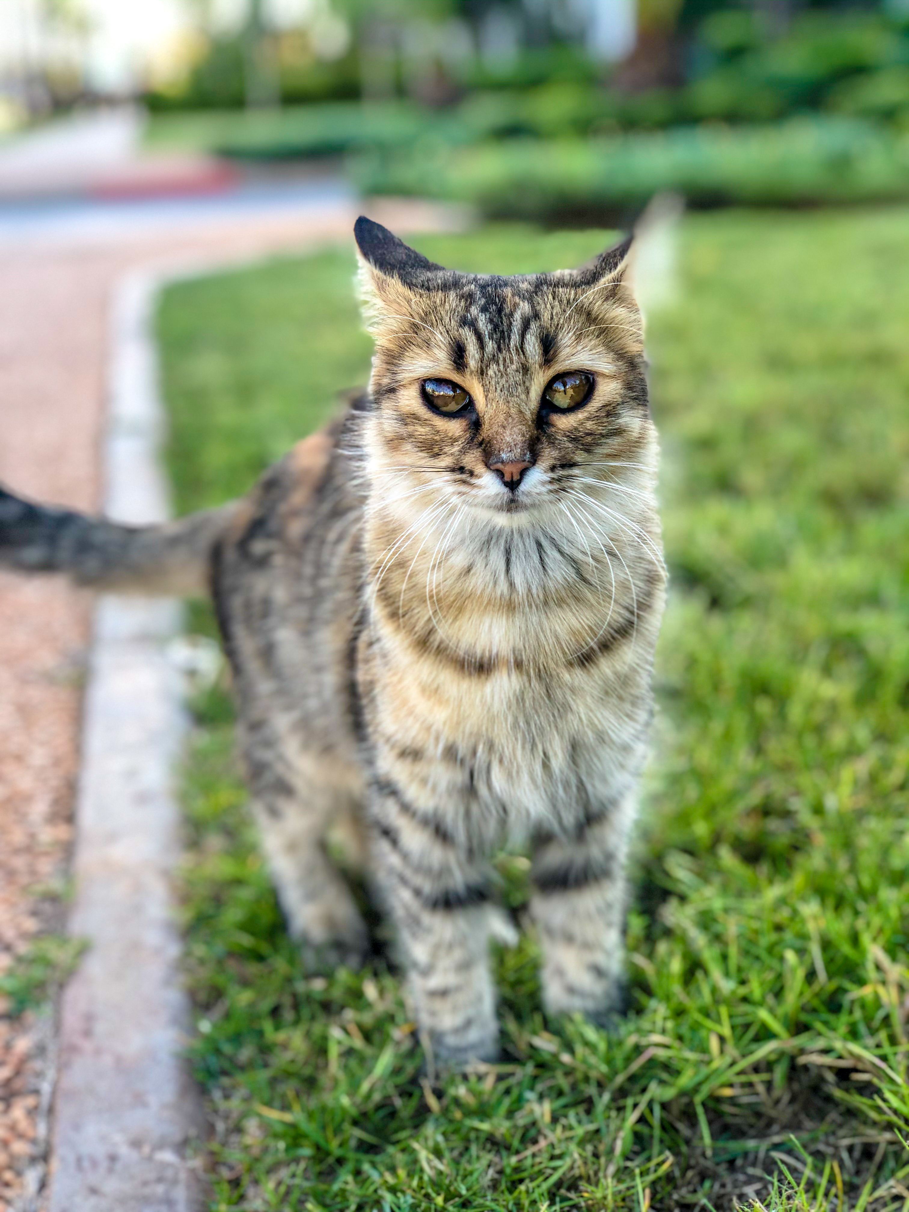 A Tabby Cat on the Grass · Free Stock Photo