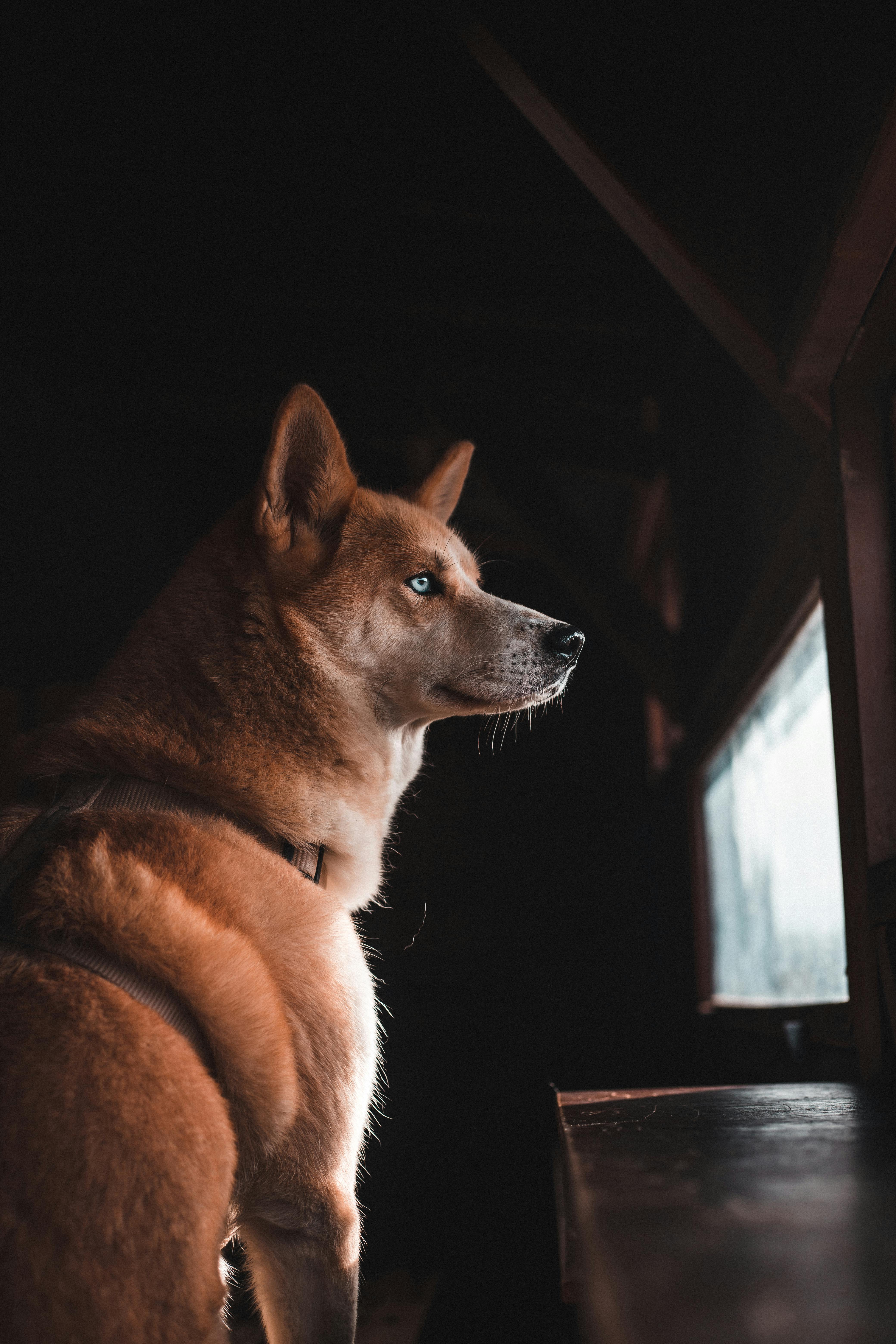 Brown Short Coated Dog Looking Outside · Free Stock Photo