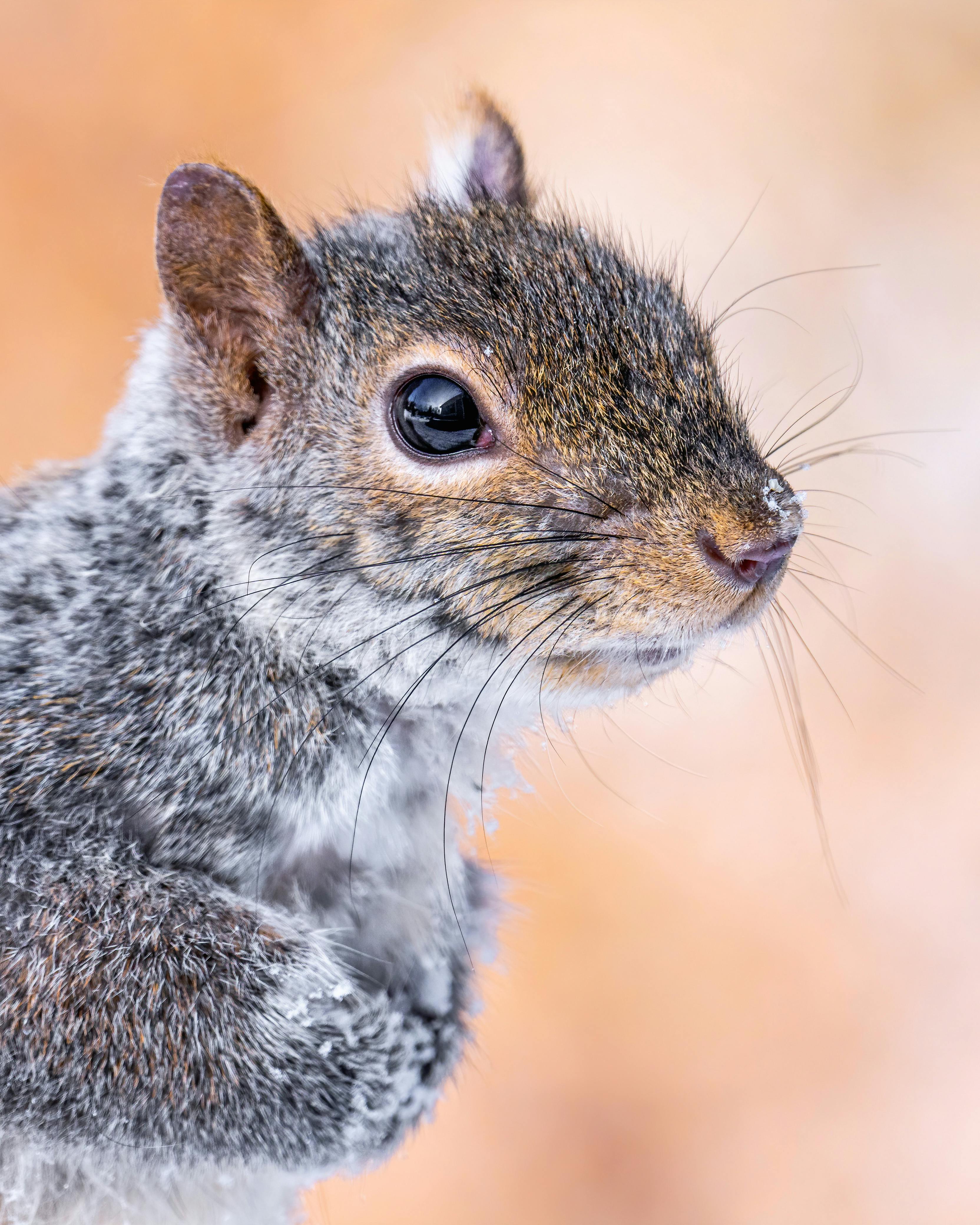 Curious squirrel with shiny eyes staring · Free Stock Photo