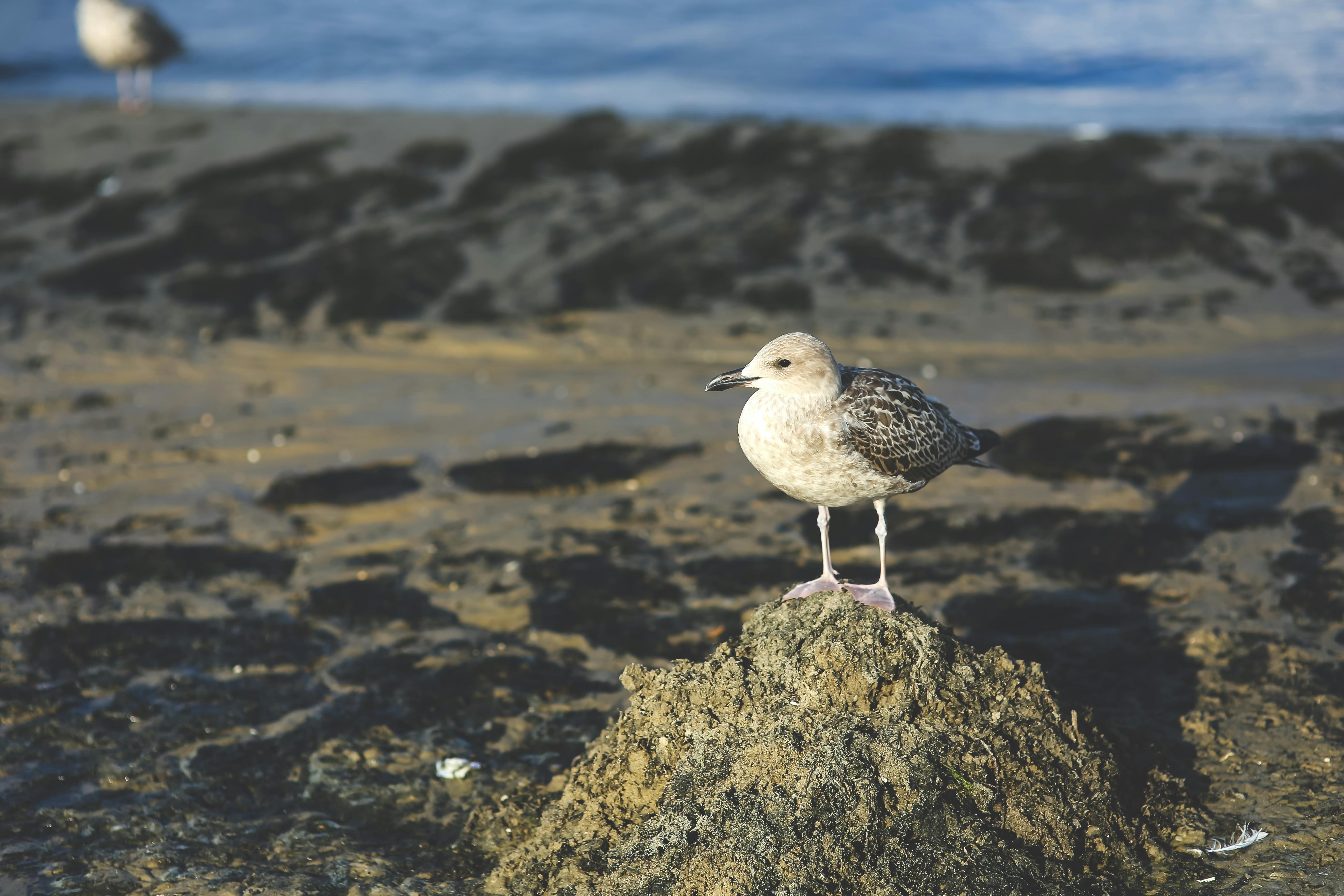 Seagull on the sand · Free Stock Photo