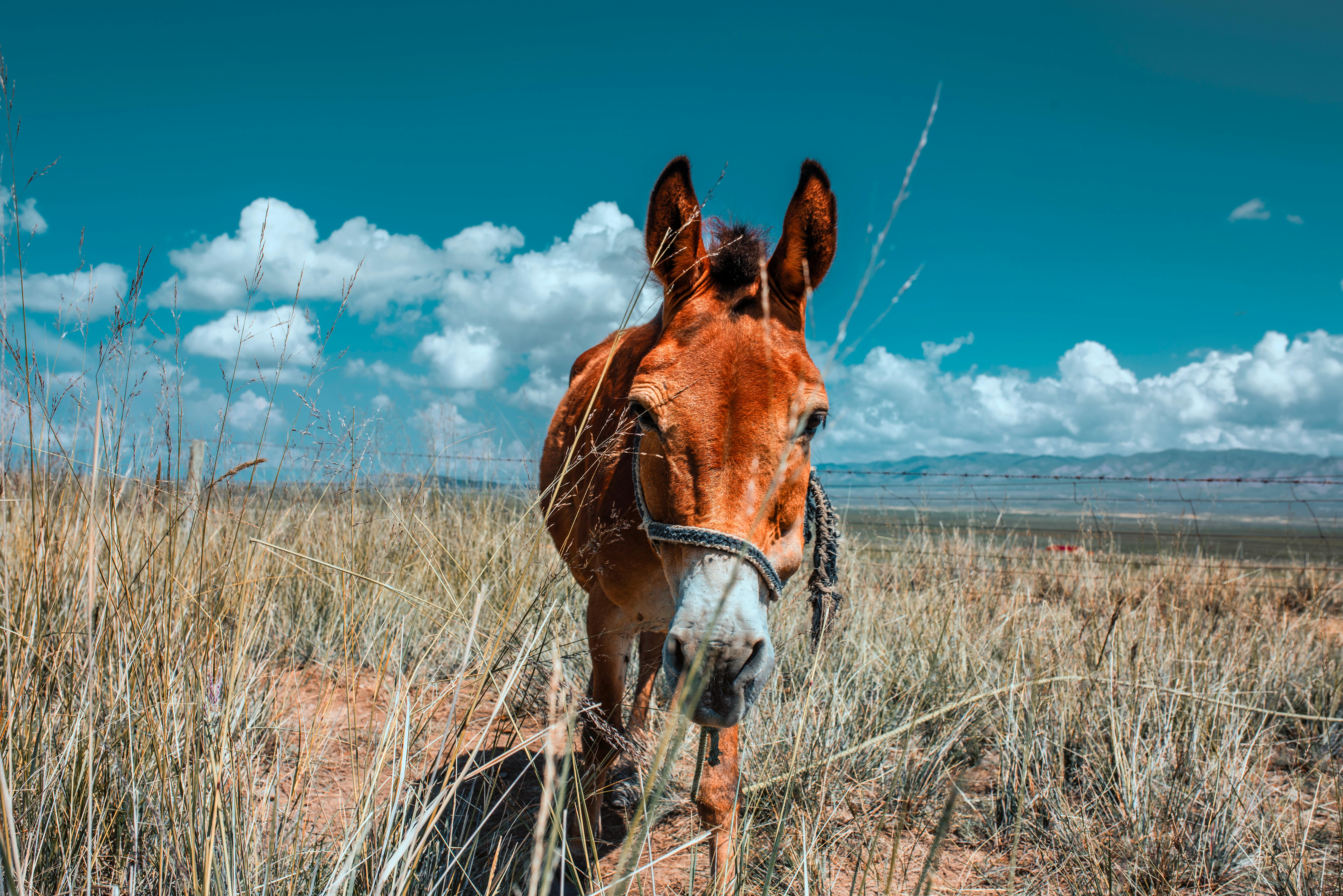 Brown Mule on Green Grass Field Under Blue Sky · Free Stock Photo