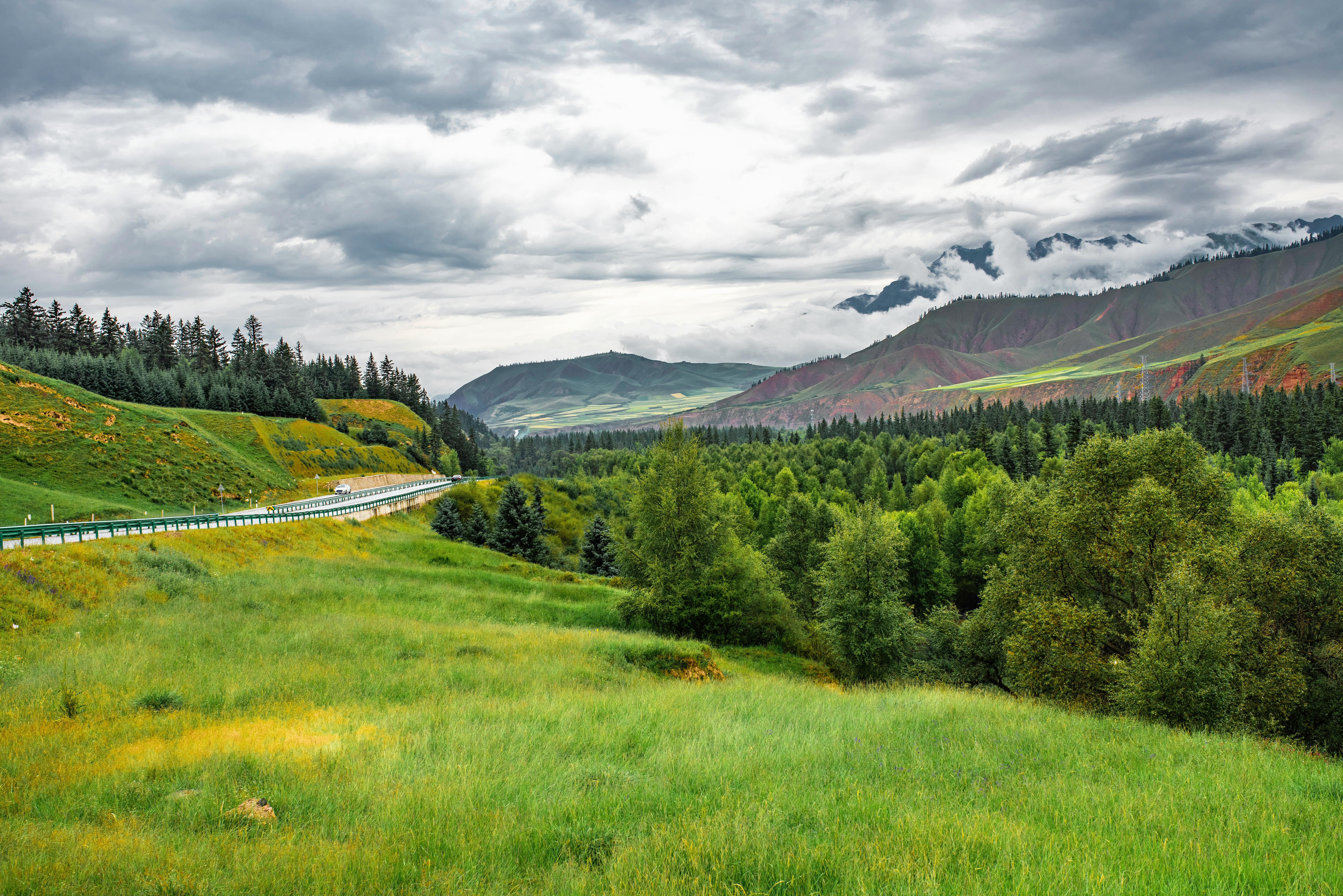 Green Grass Field and Trees High-saturated Photography · Free Stock Photo