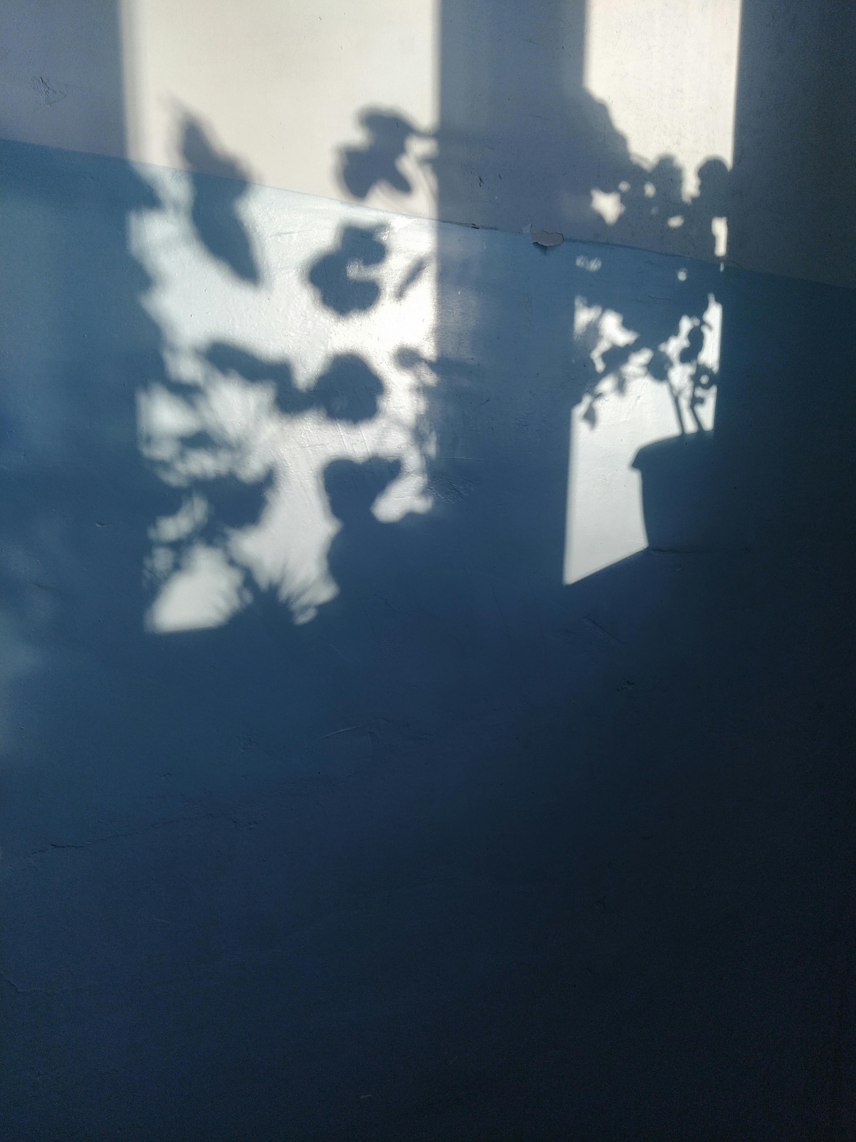 Tree Shadow on Wall · Free Stock Photo