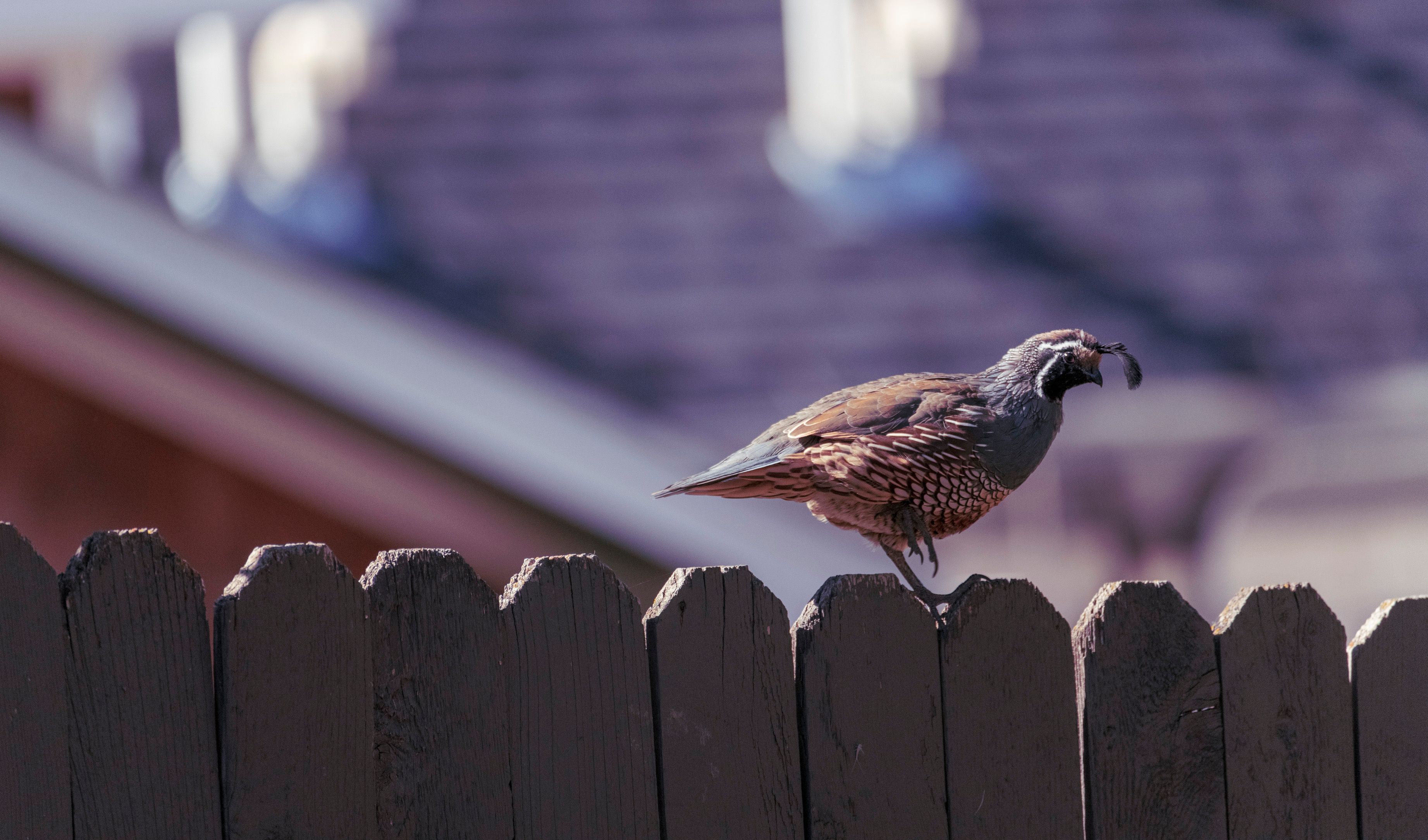 481+ Best Free Quail Stock Photos & Images · 100% Royalty-Free HD Downloads