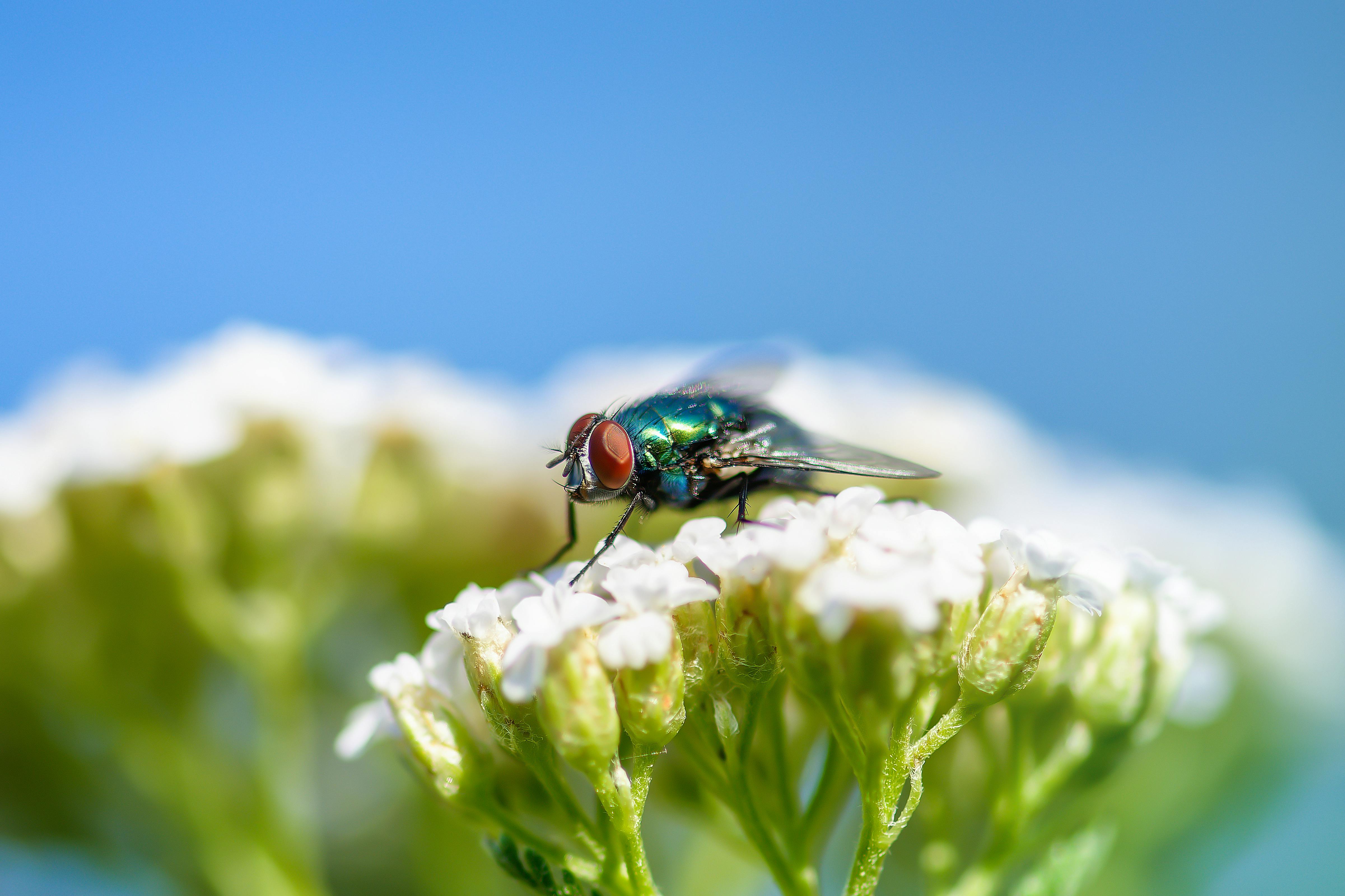 Macro Photo of Fly · Free Stock Photo