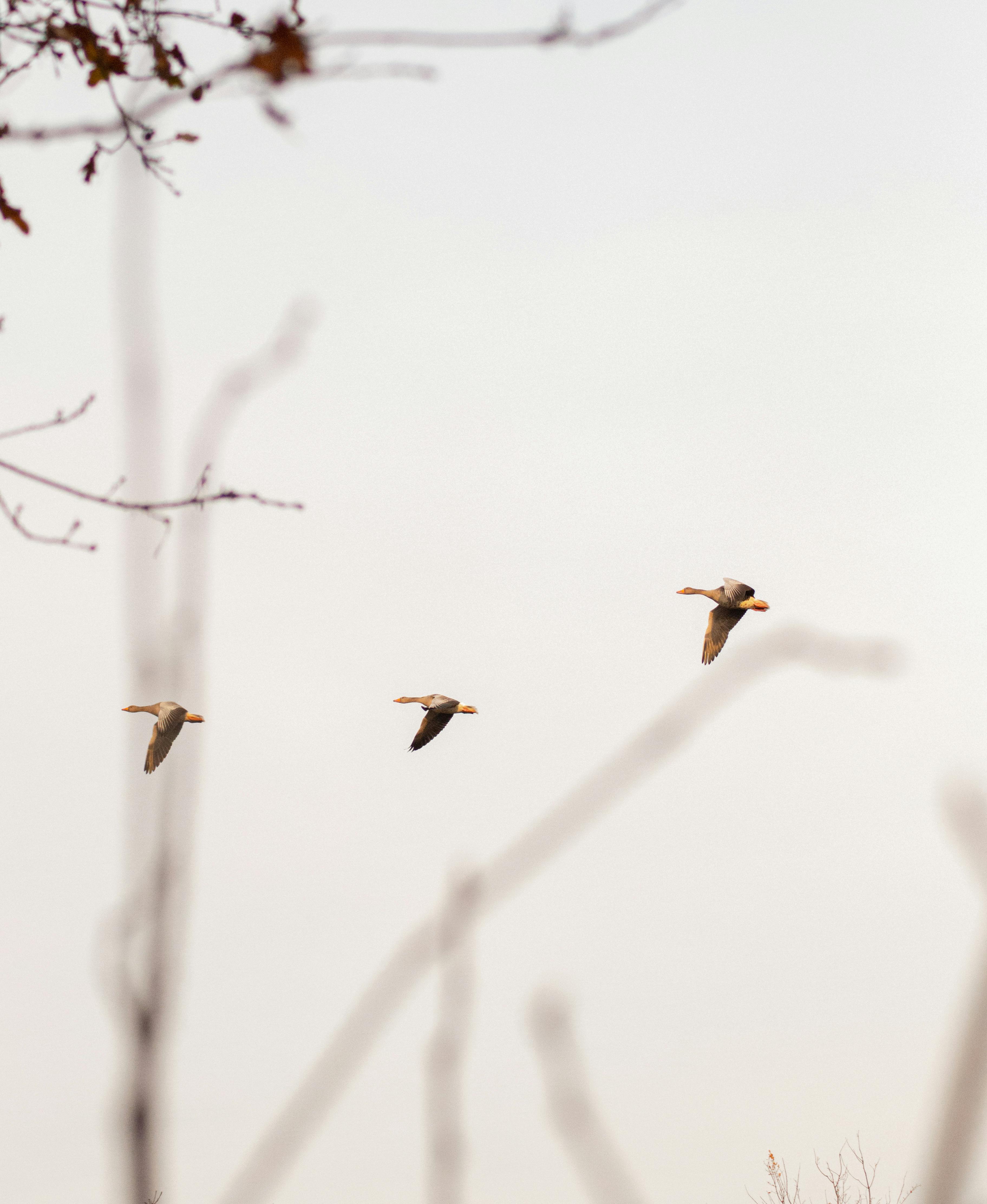 Close up of Flying Songbird · Free Stock Photo