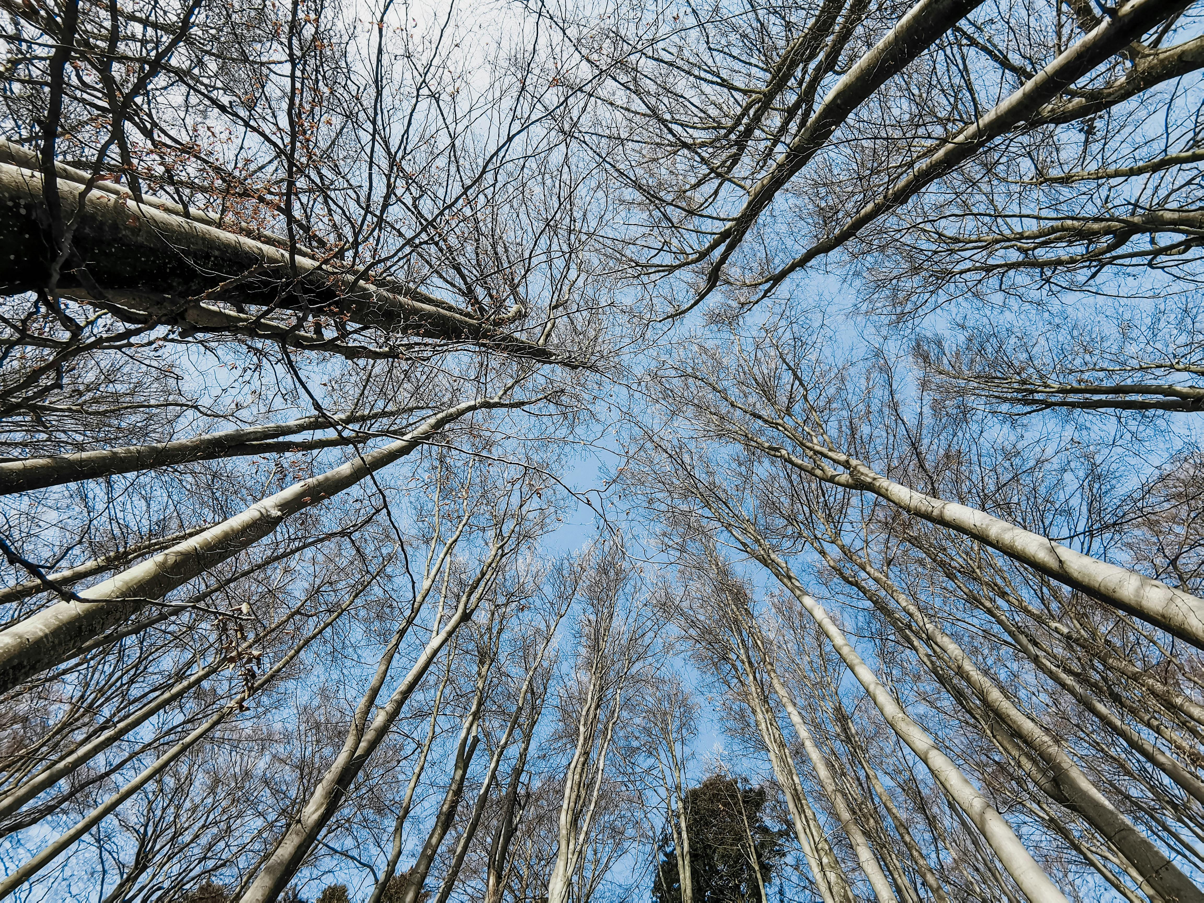 Low Angle Shot of Bare Trees · Free Stock Photo