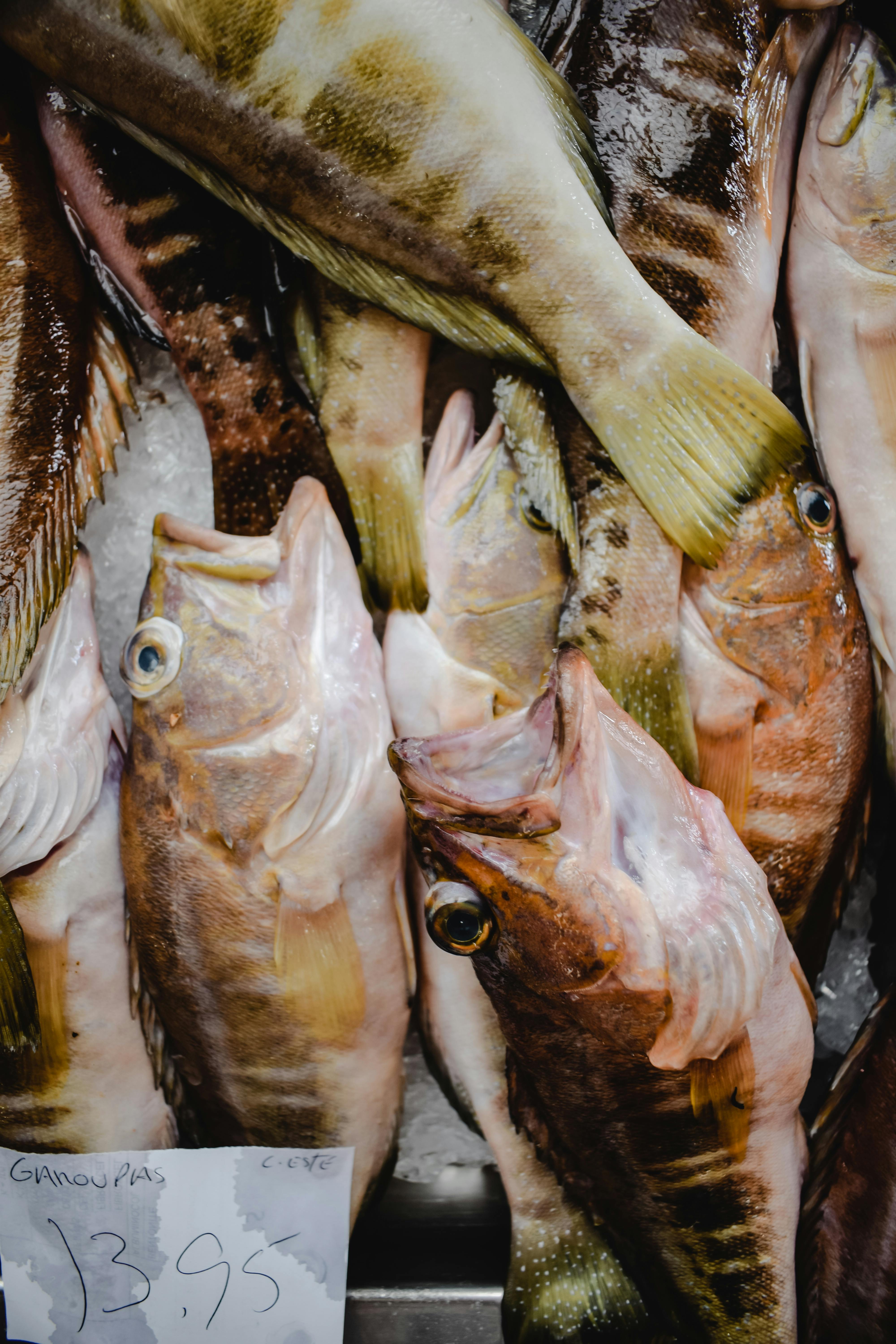 Fish Textures Photos, Download The BEST Free Fish Textures Stock Photos ...