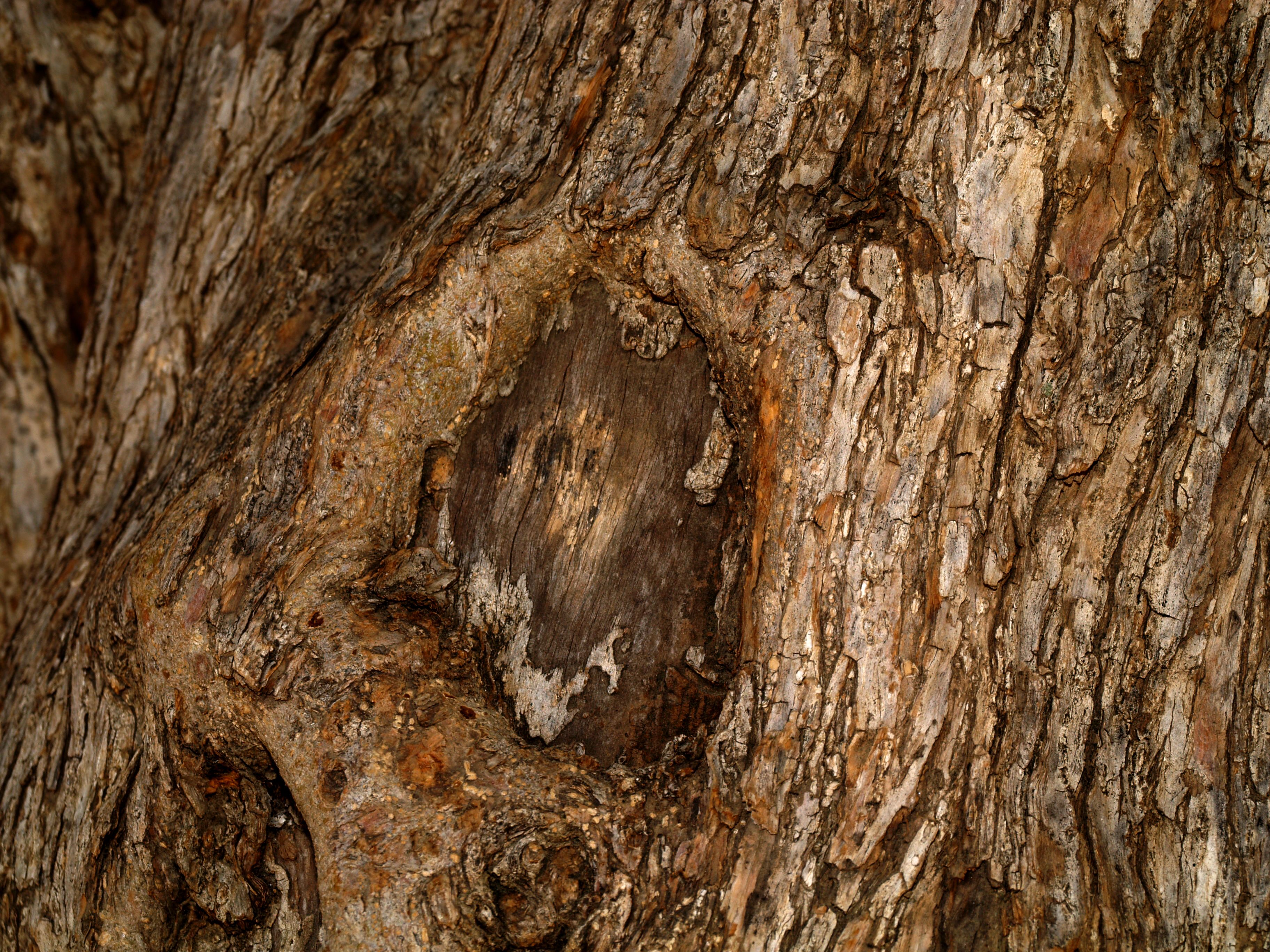 Free stock photo of botanical, branch, herbal