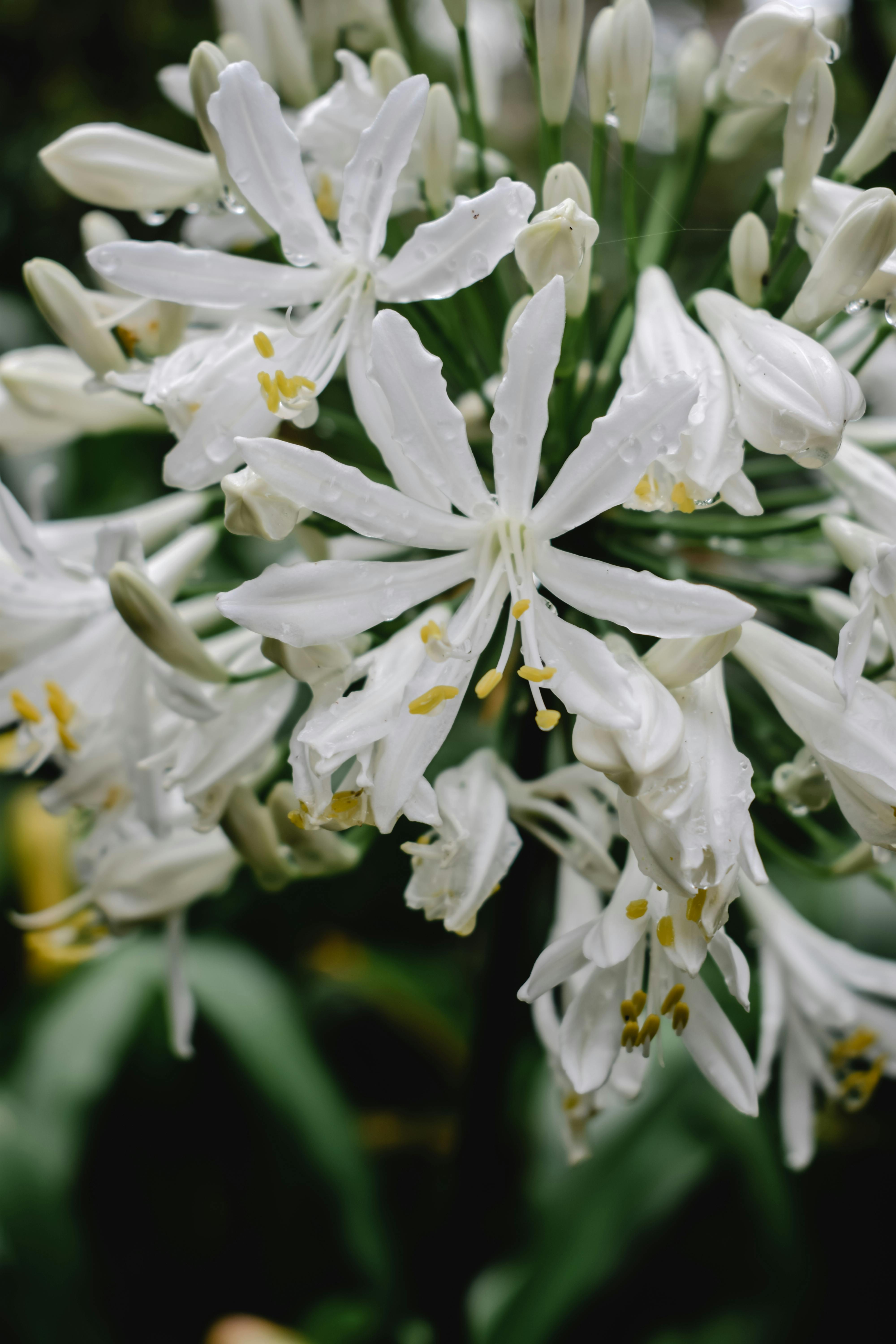 Bloom Farba Tyrkysova Photos, Download Free Bloom Farba Tyrkysova Stock ...