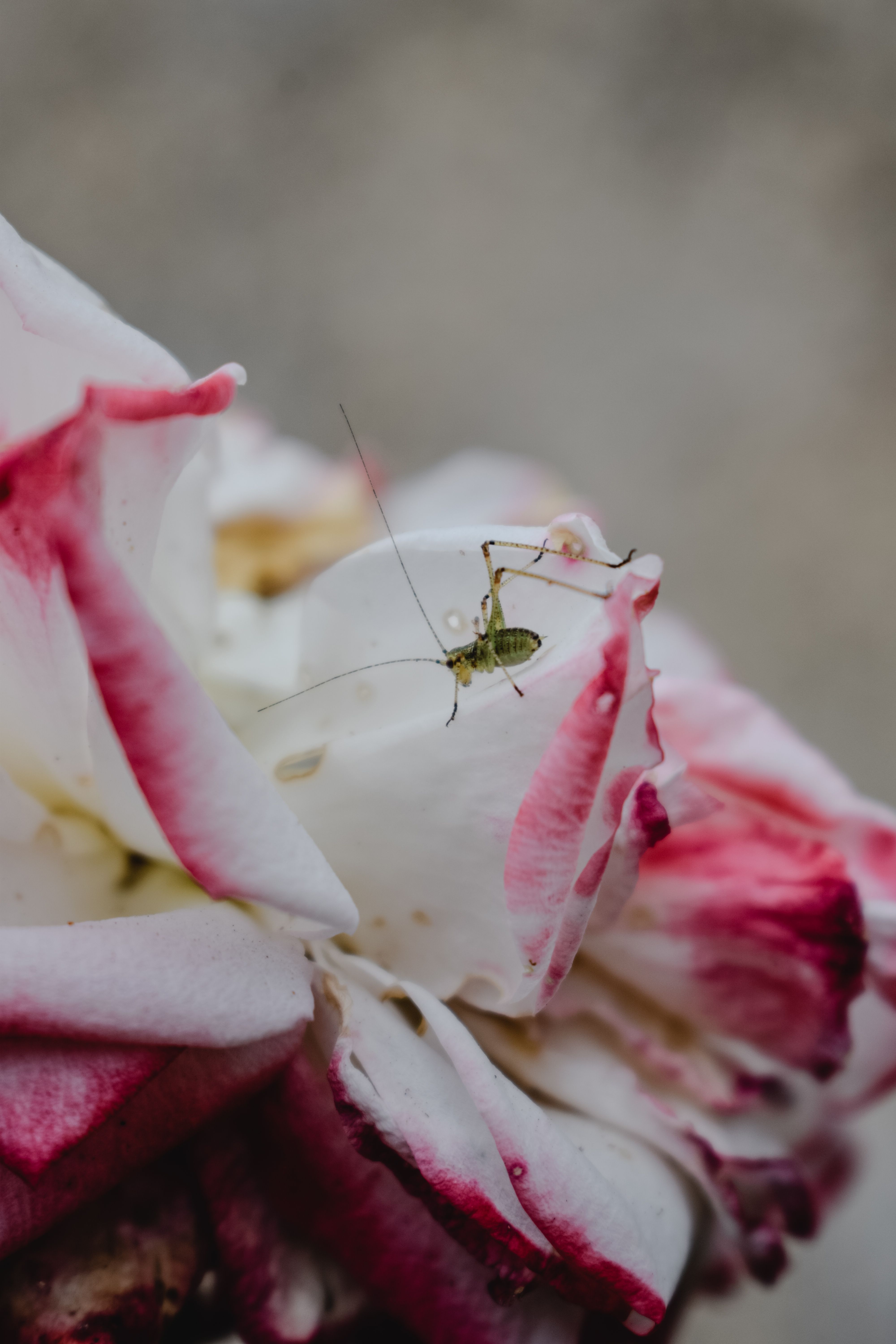An Insect in the Flower's Petal · Free Stock Photo