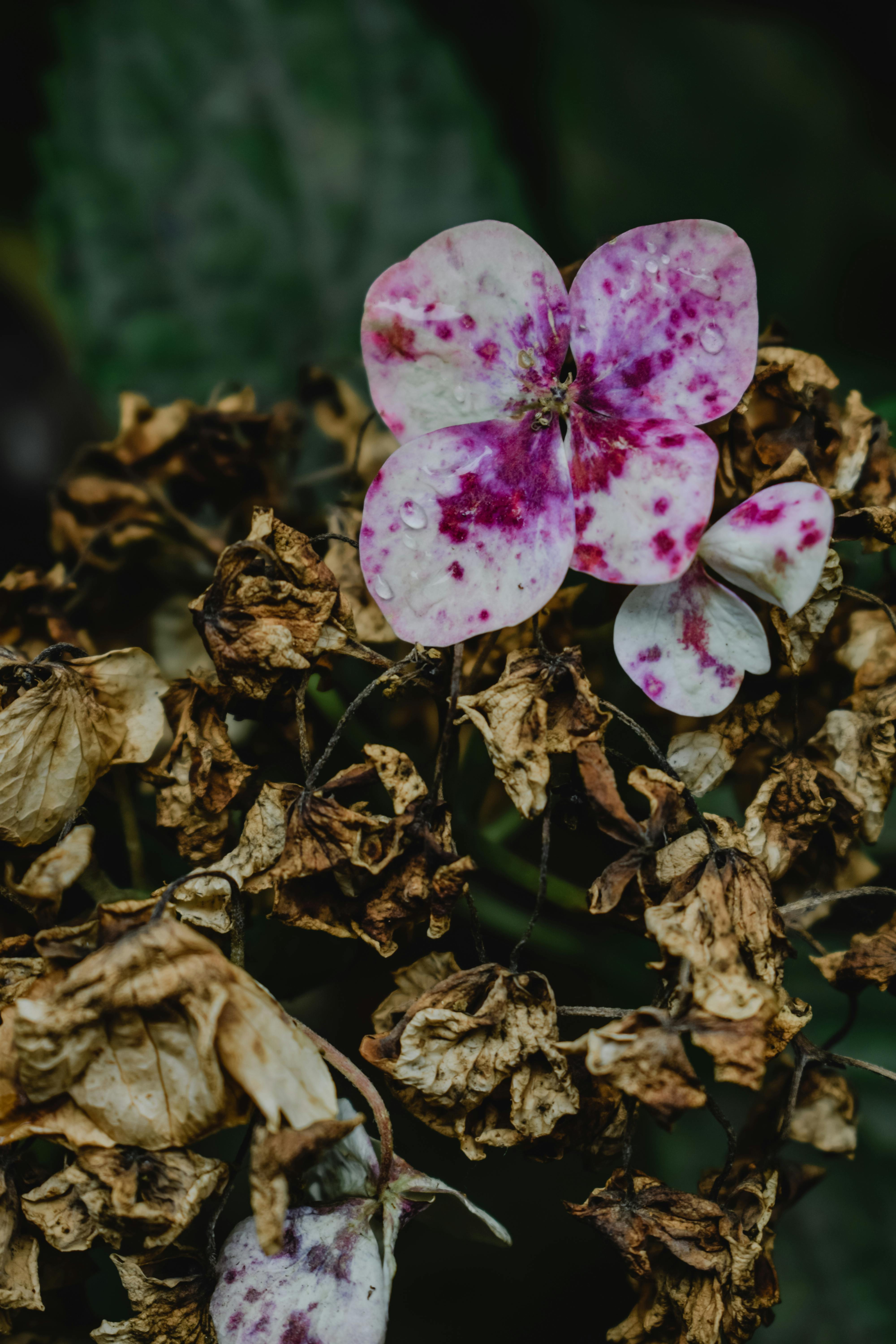 Flower Withering Photos, Download The BEST Free Flower Withering Stock ...