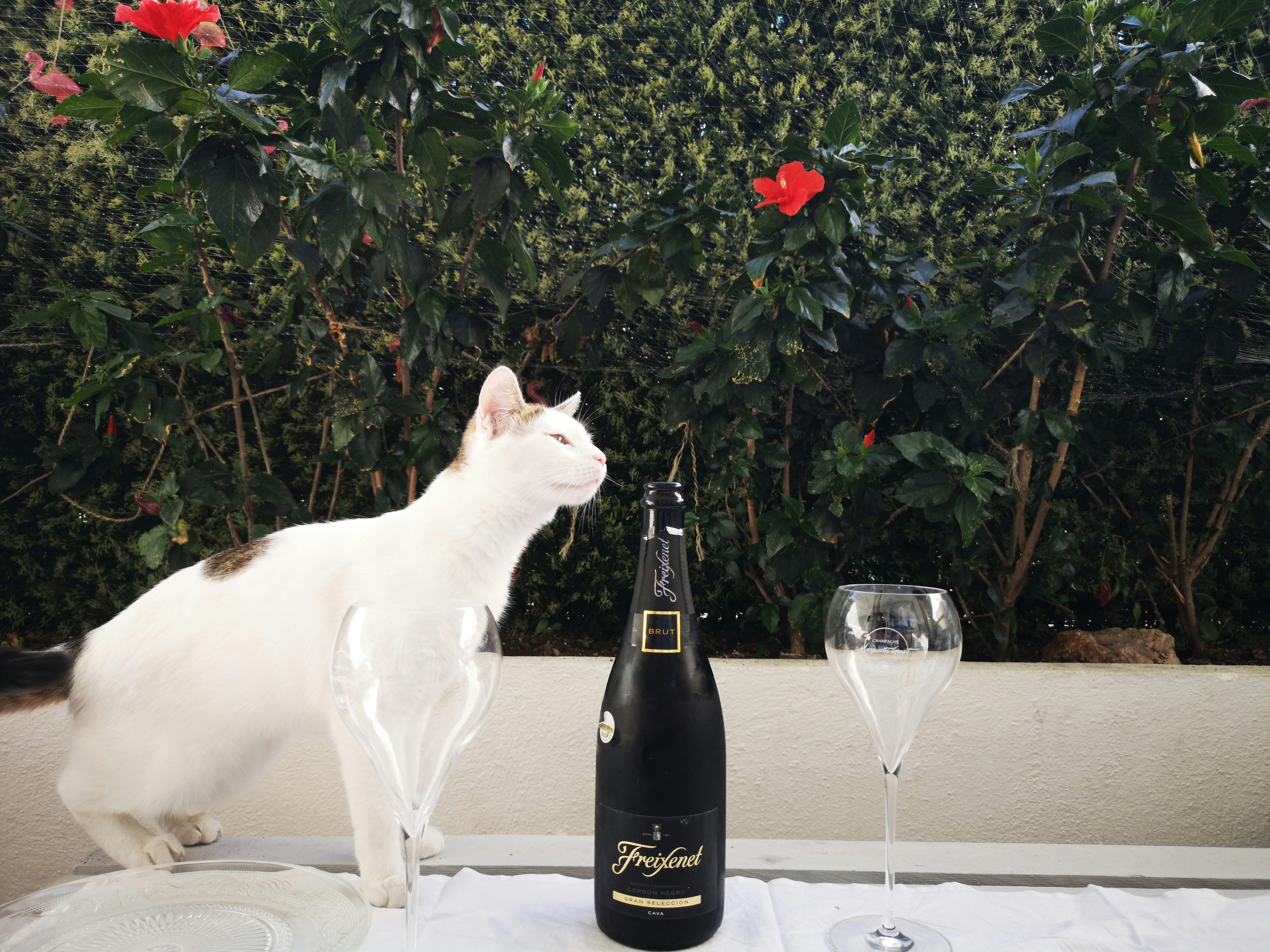 Canape Setting Photos, Download The BEST Free Canape Setting Stock ...