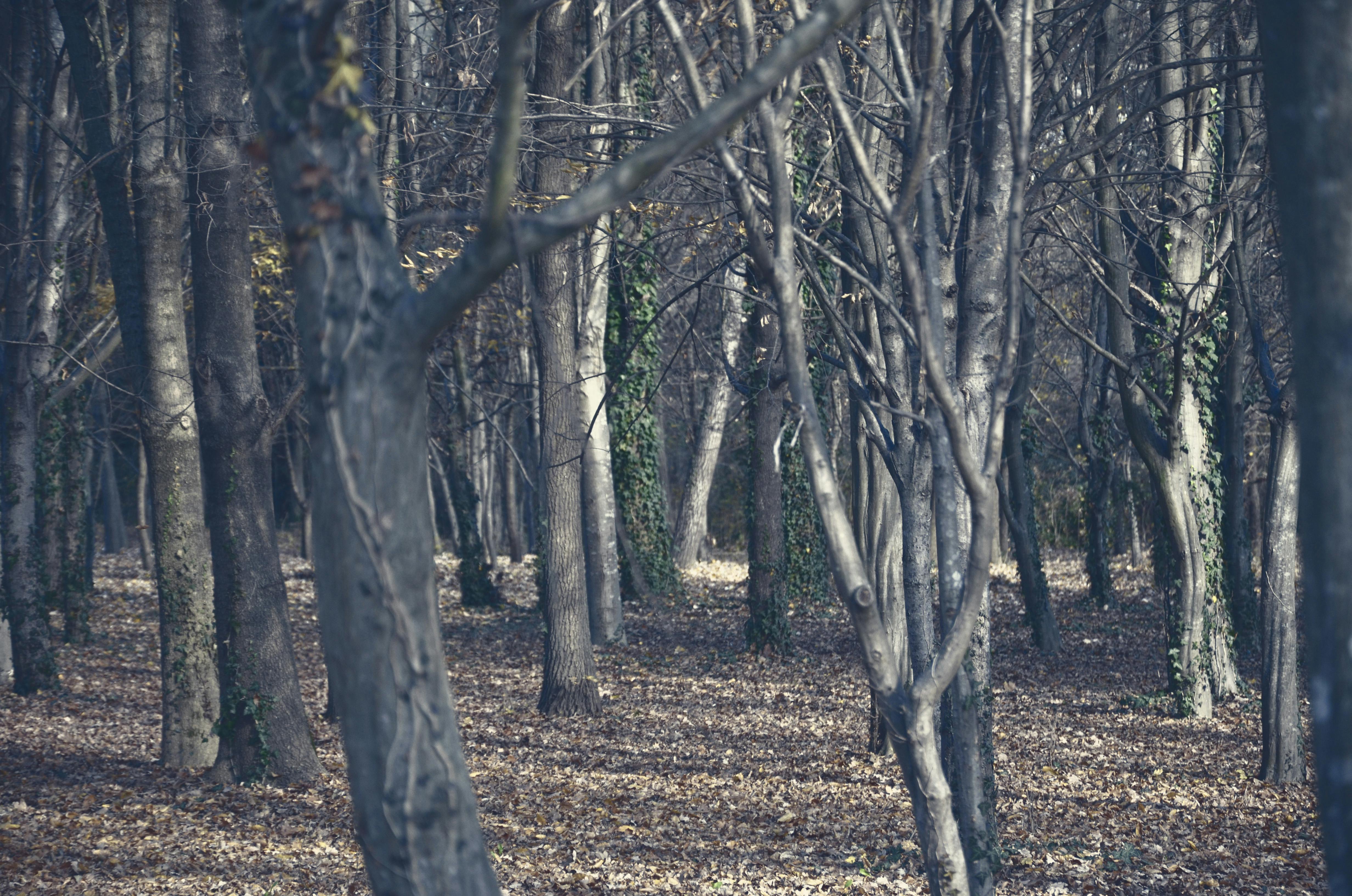 A Forest With Leafless Trees · Free Stock Photo