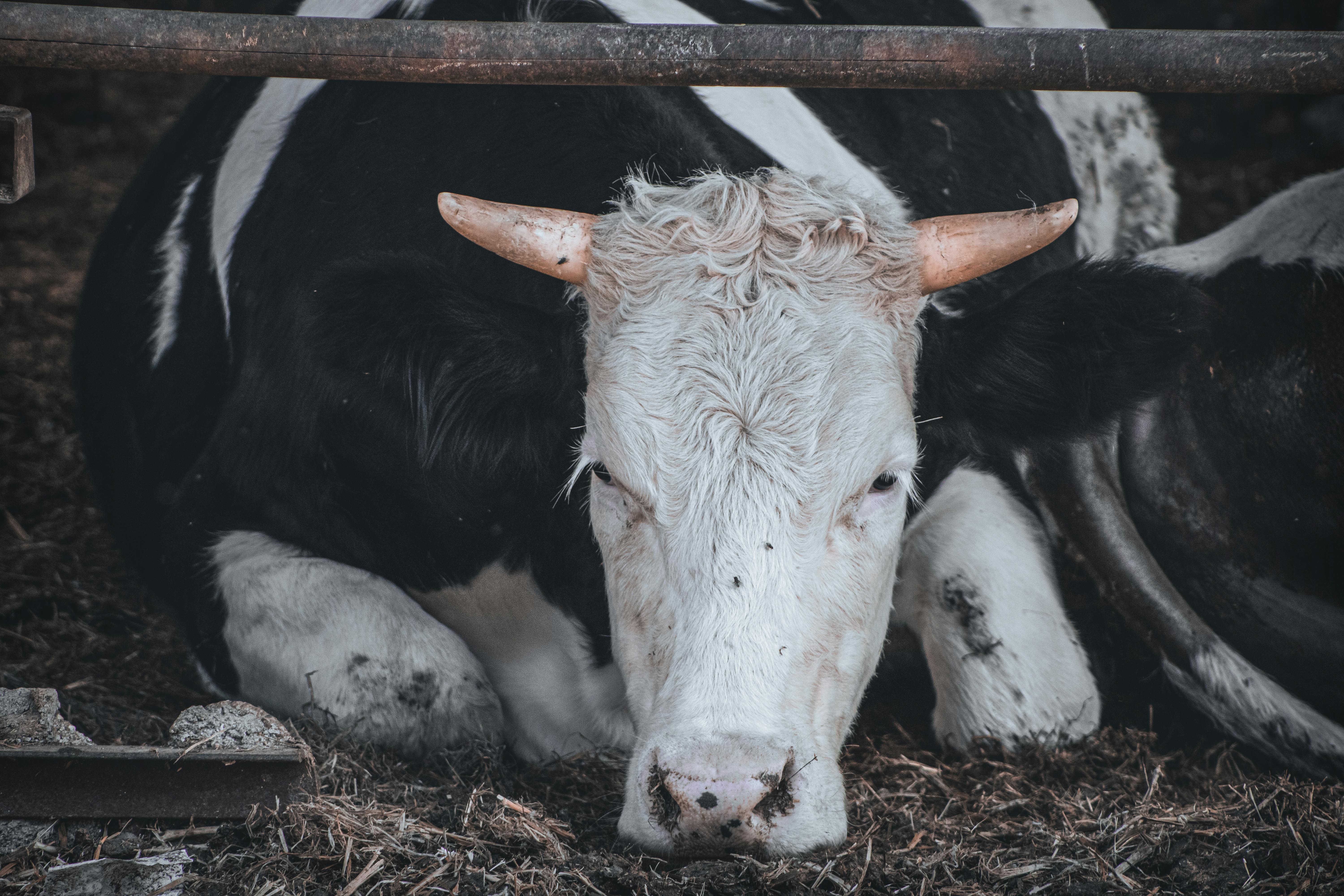1080 Wallpaper Cow Photos, Download Free 1080 Wallpaper Cow Stock ...