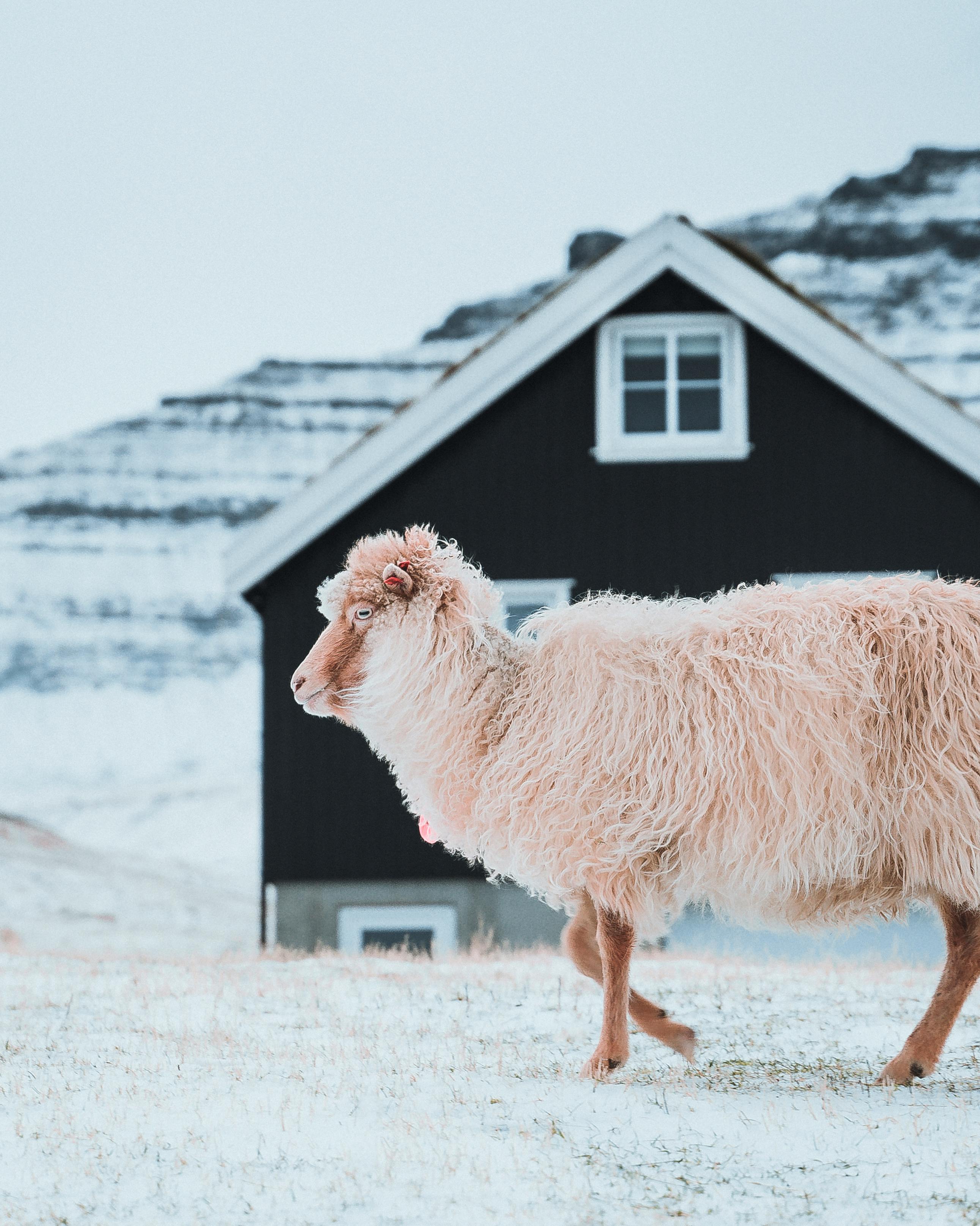 Frozen Sheep Photos, Download The BEST Free Frozen Sheep Stock Photos ...