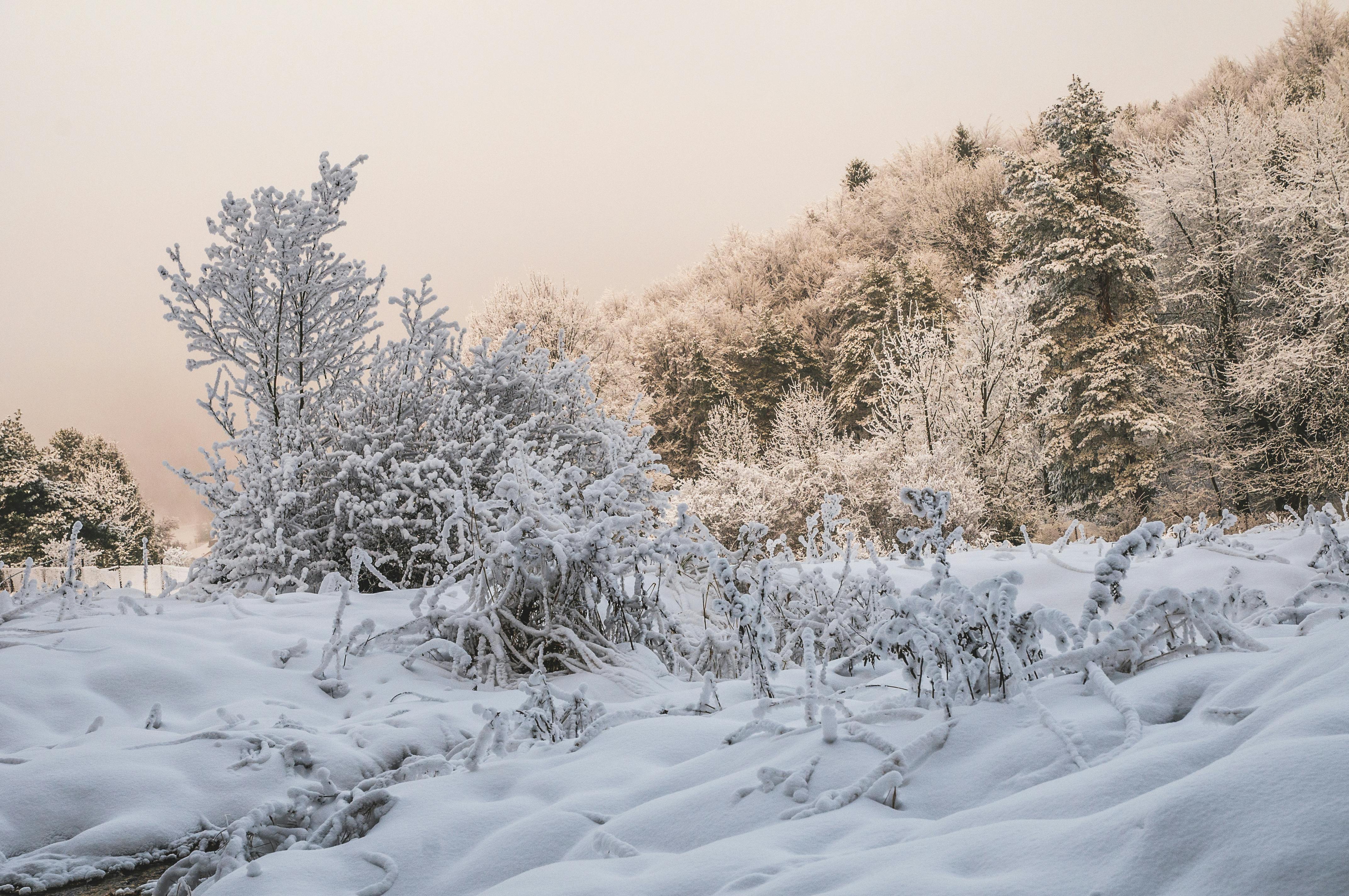 Snow Covered Plants and Trees · Free Stock Photo