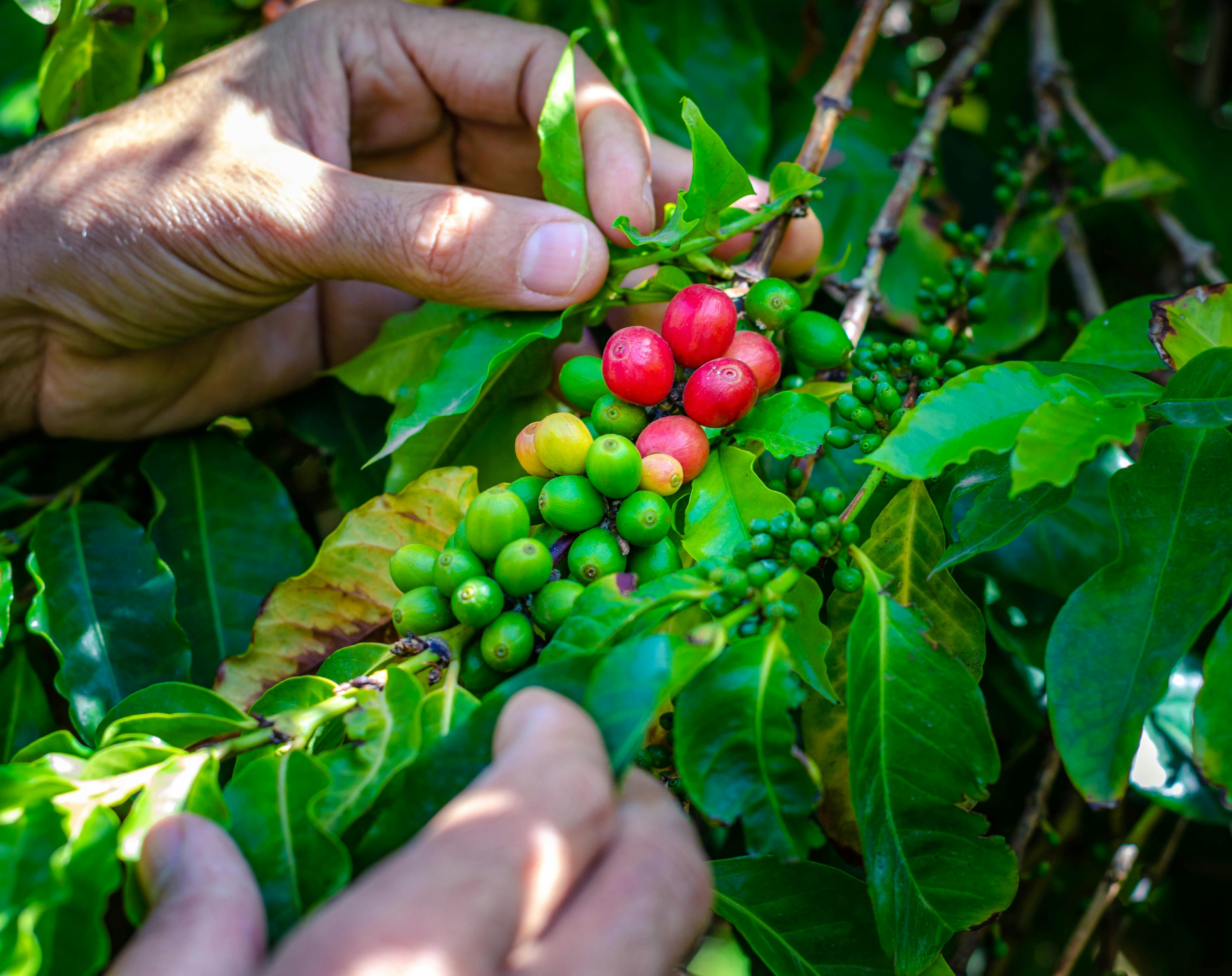 A Close-Up Shot of a Coffea Plant · Free Stock Photo