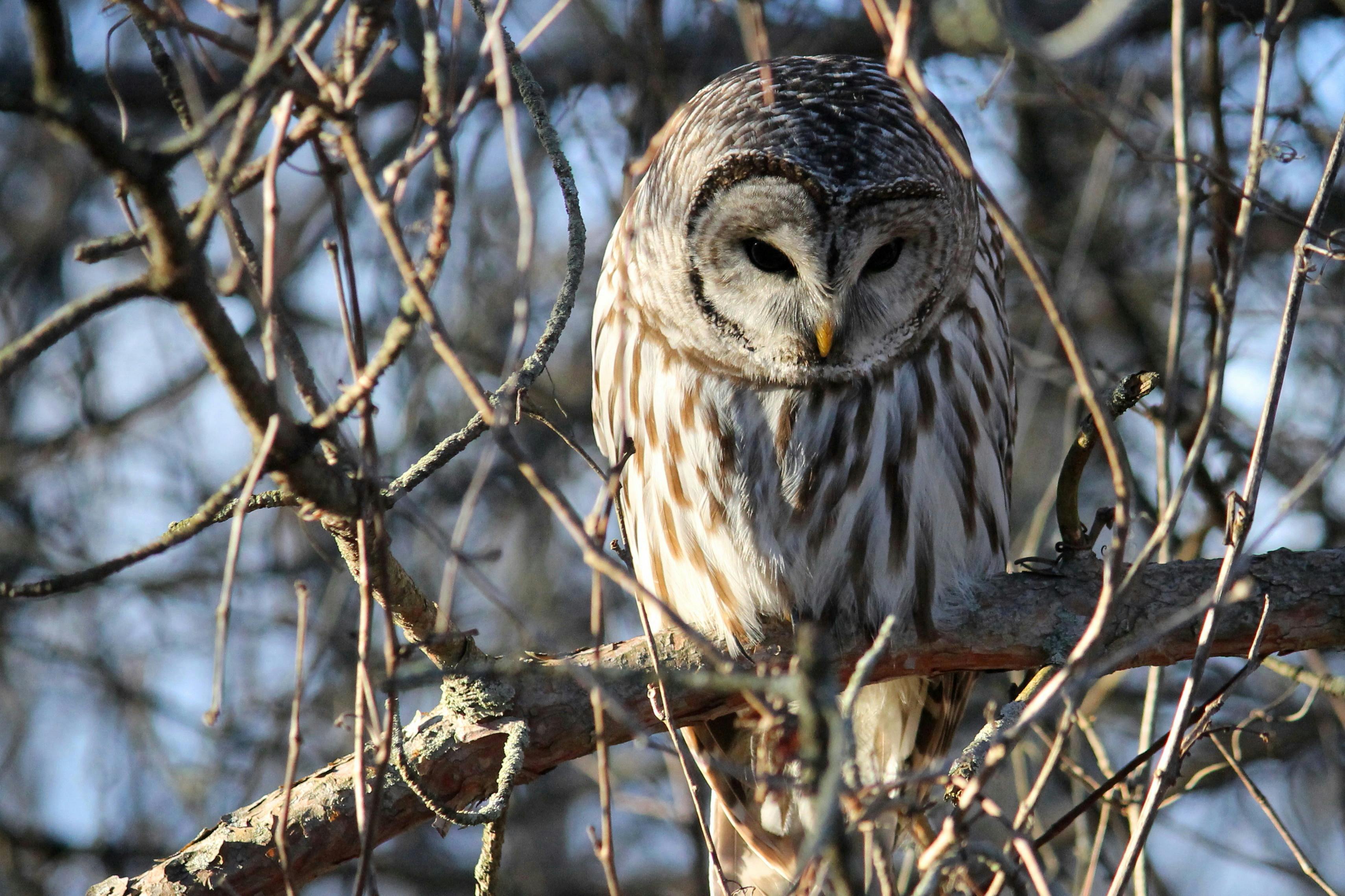 A Barred Owl Perched on a Tree Branch · Free Stock Photo