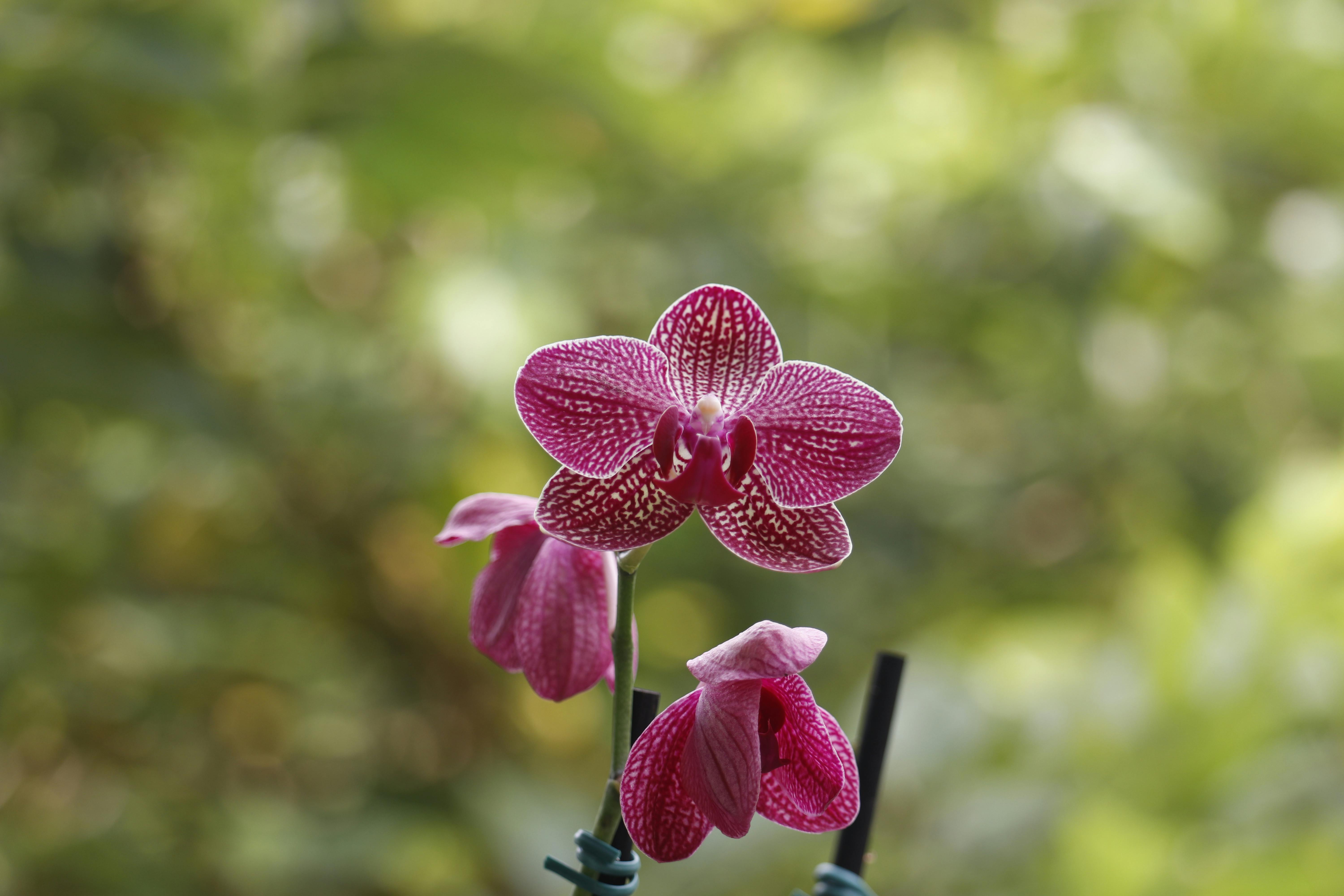 Orchids in Bloom · Free Stock Photo