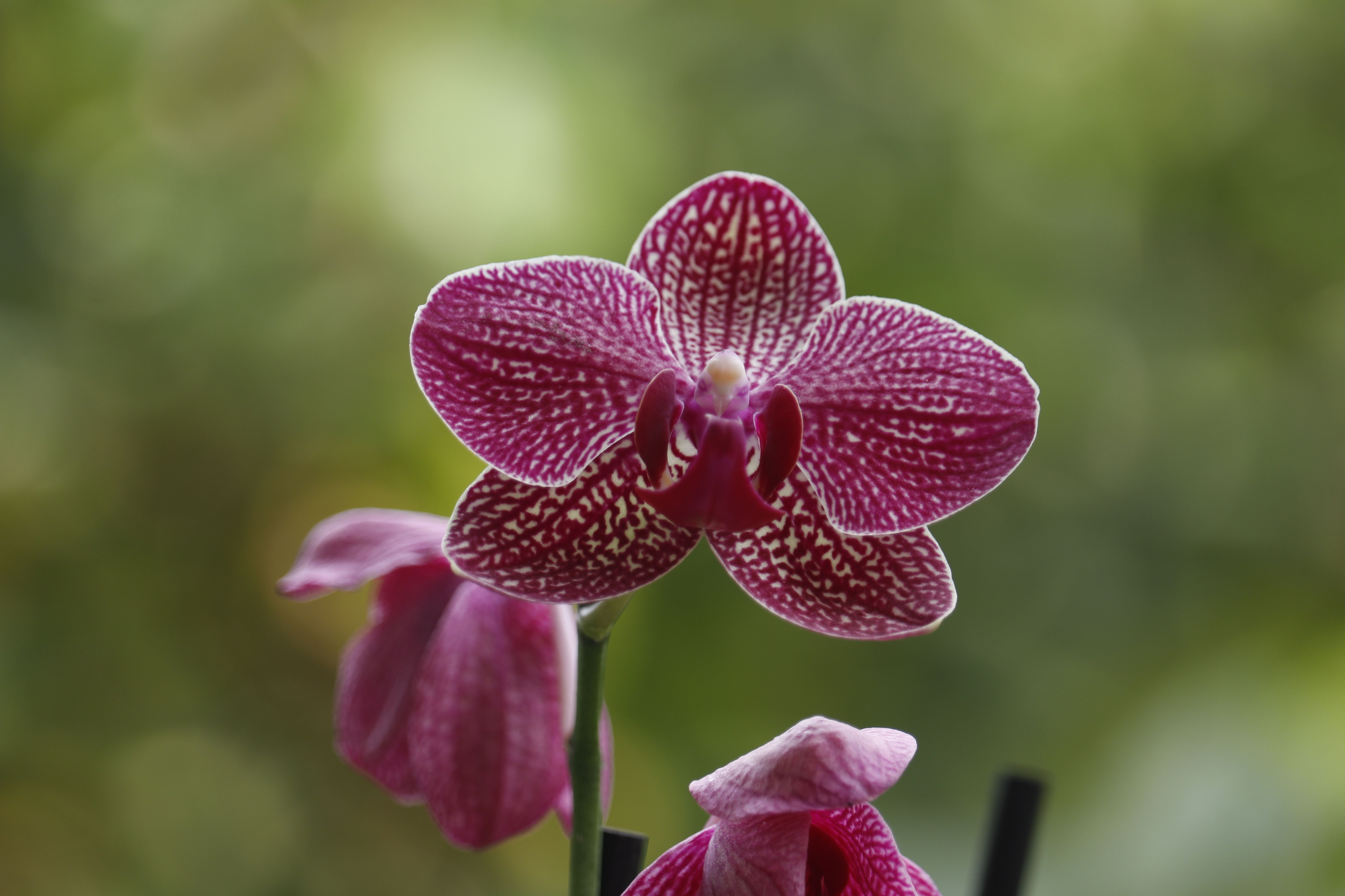 Close-Up of an Orchid · Free Stock Photo
