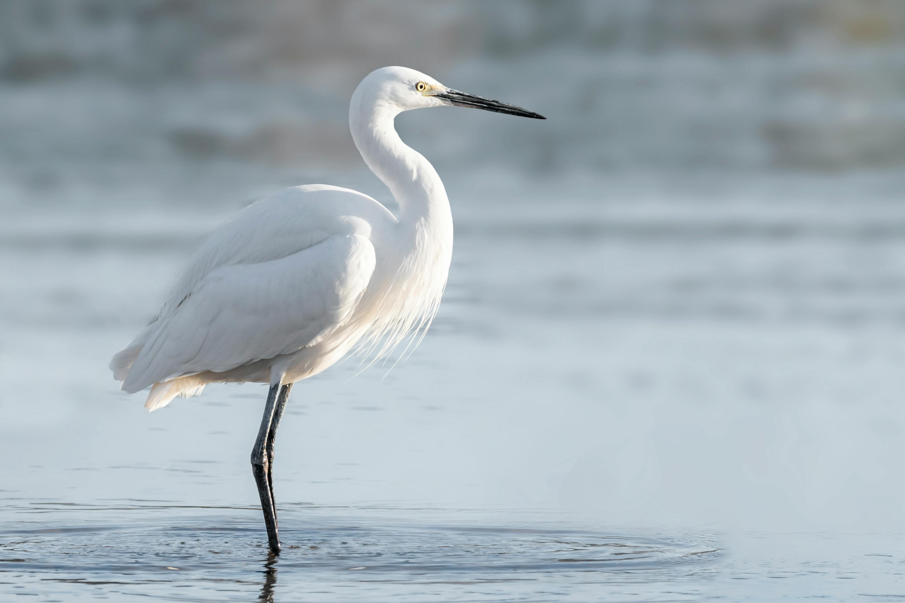 Birds on the Lake · Free Stock Photo