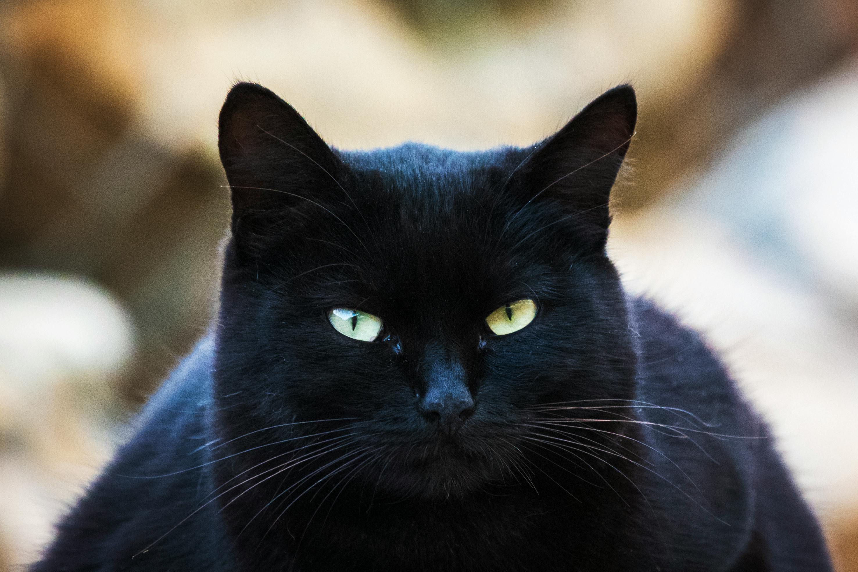 Close-up of a Brown Raccoon · Free Stock Photo
