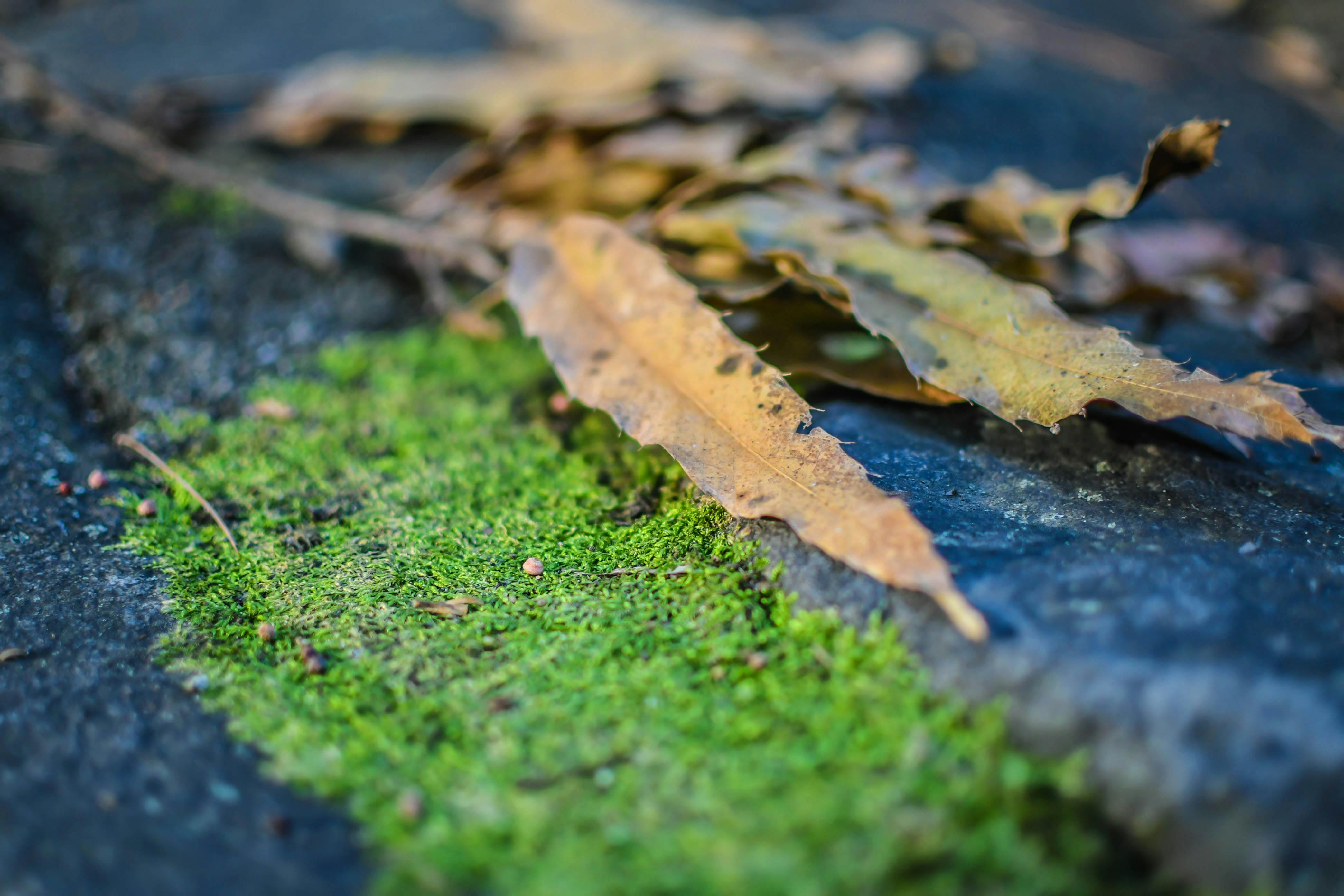 Brown Grass · Free Stock Photo