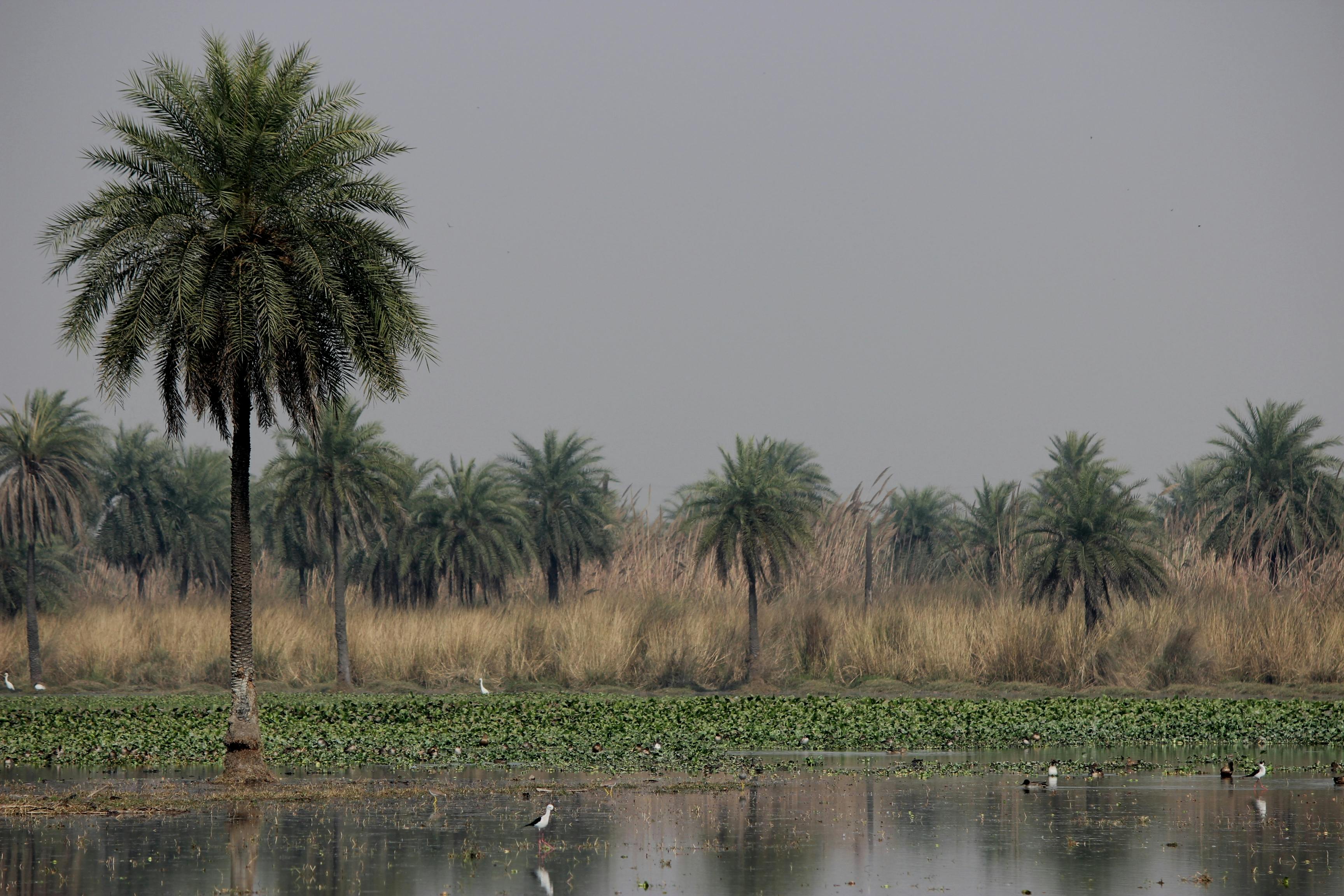 Palm Tree · Free Stock Photo