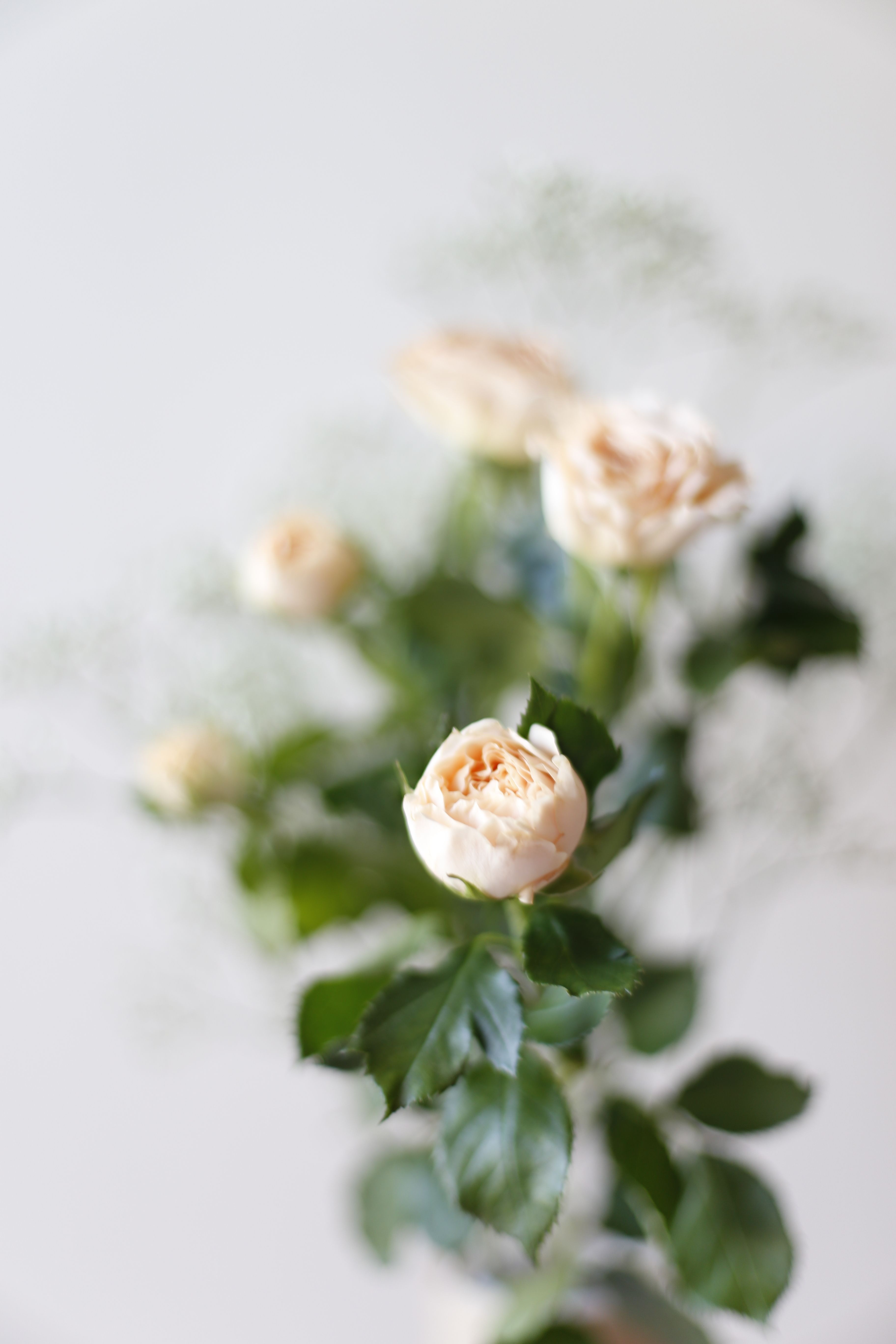 Close-Up Shot of a Dry White Rose · Free Stock Photo