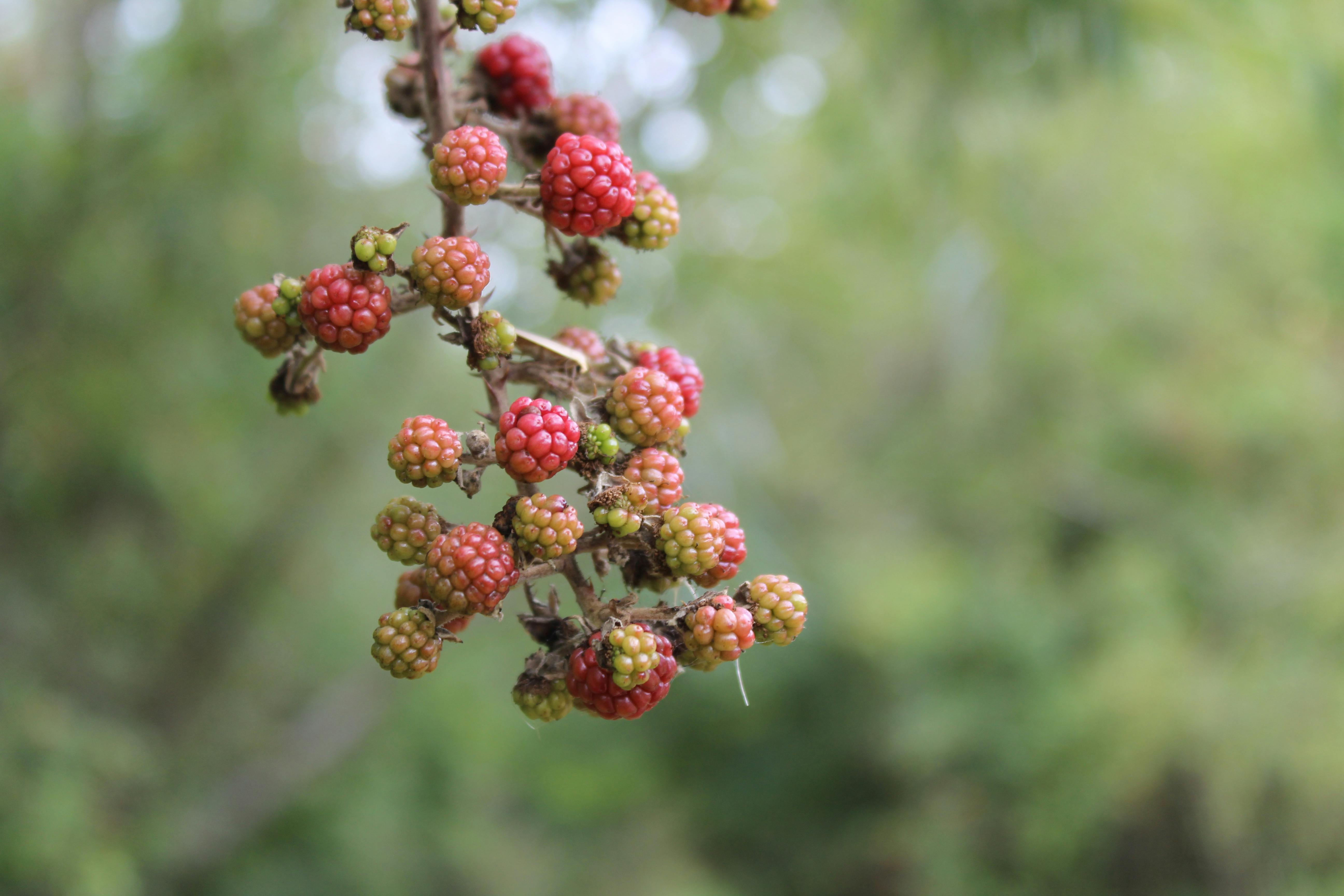 Plants 4 Photos & Videos Collected by Cameron Findlay