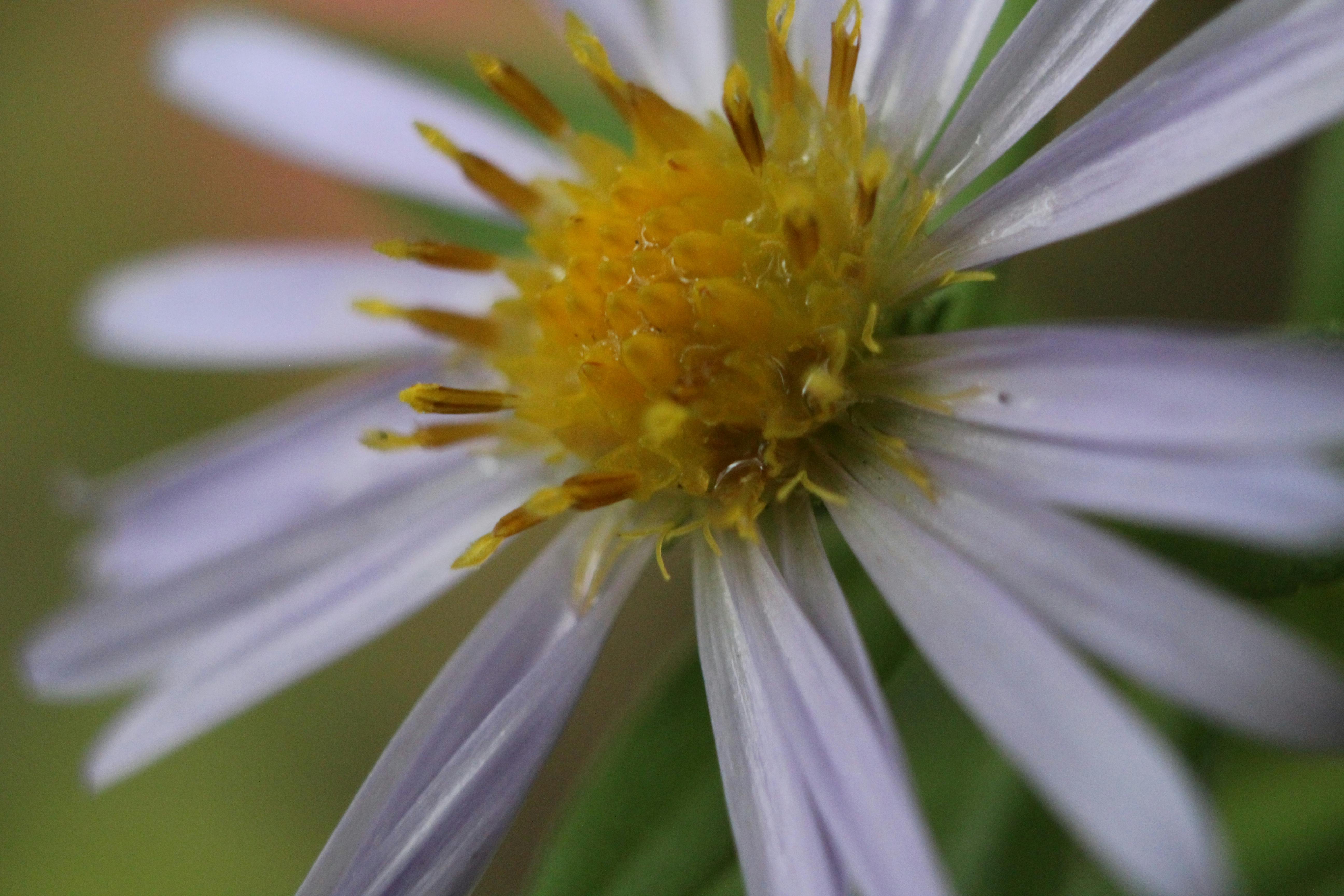 Flowers 2 Photos & Videos Collected by Cameron Findlay