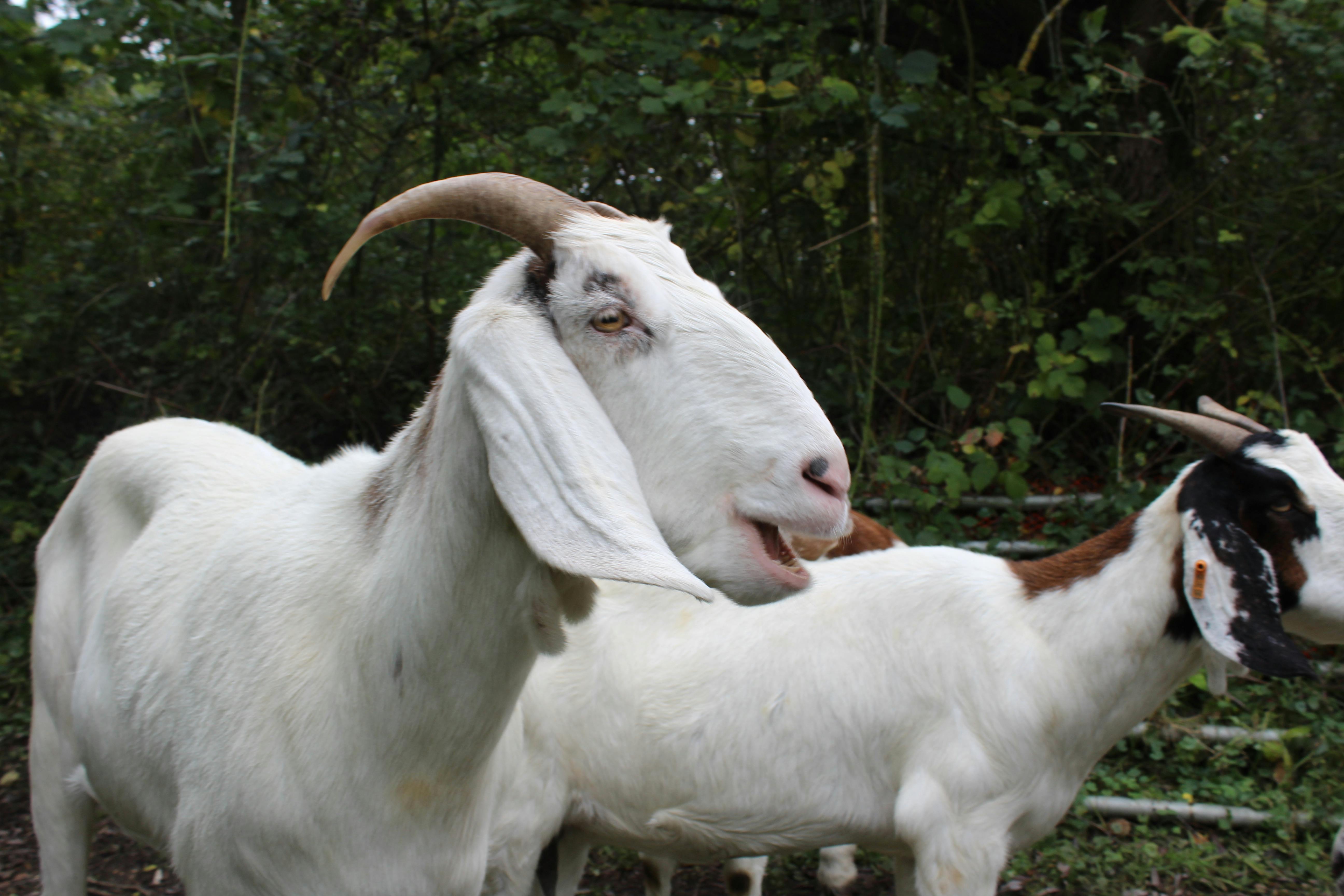 Animals 4 Photos & Videos Collected by Cameron Findlay