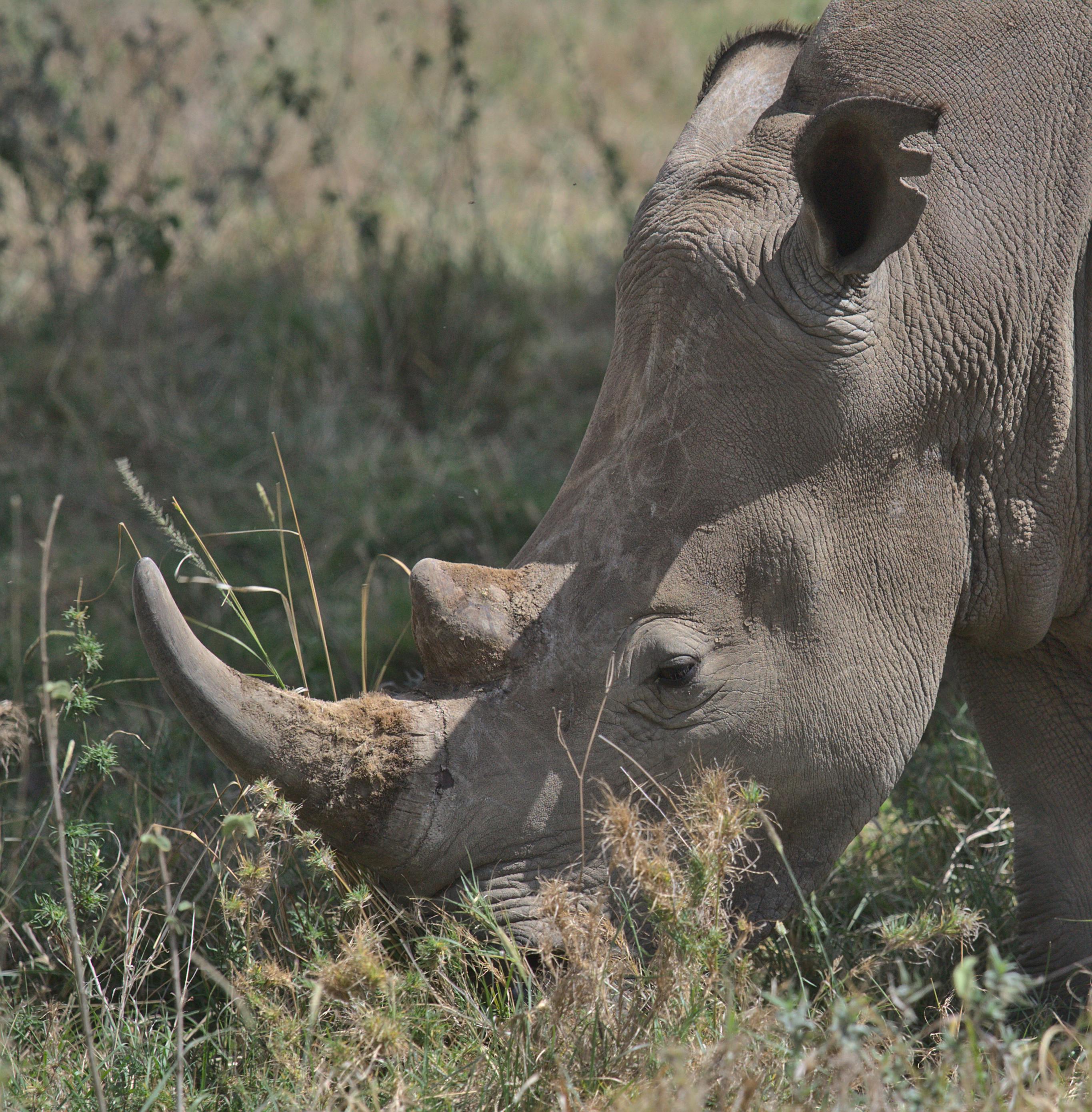 Gray Rhino in Macro Photography · Free Stock Photo