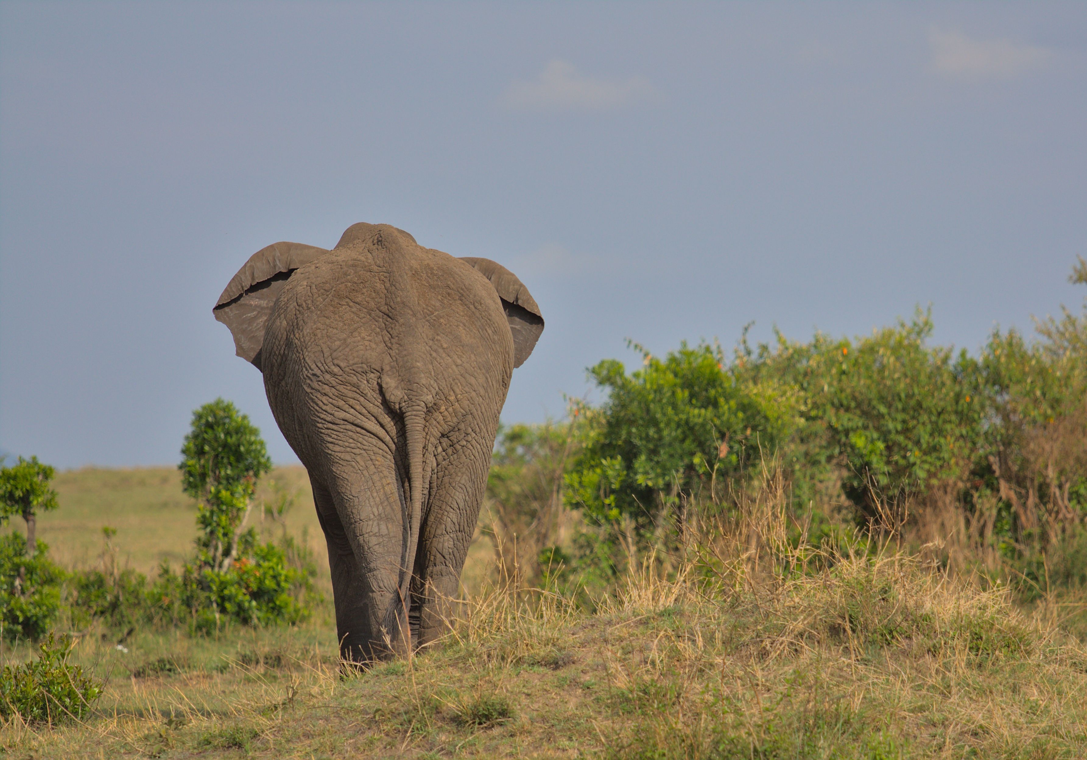 Gray Elephants on Grass Field Eating From a Tree · Free Stock Photo