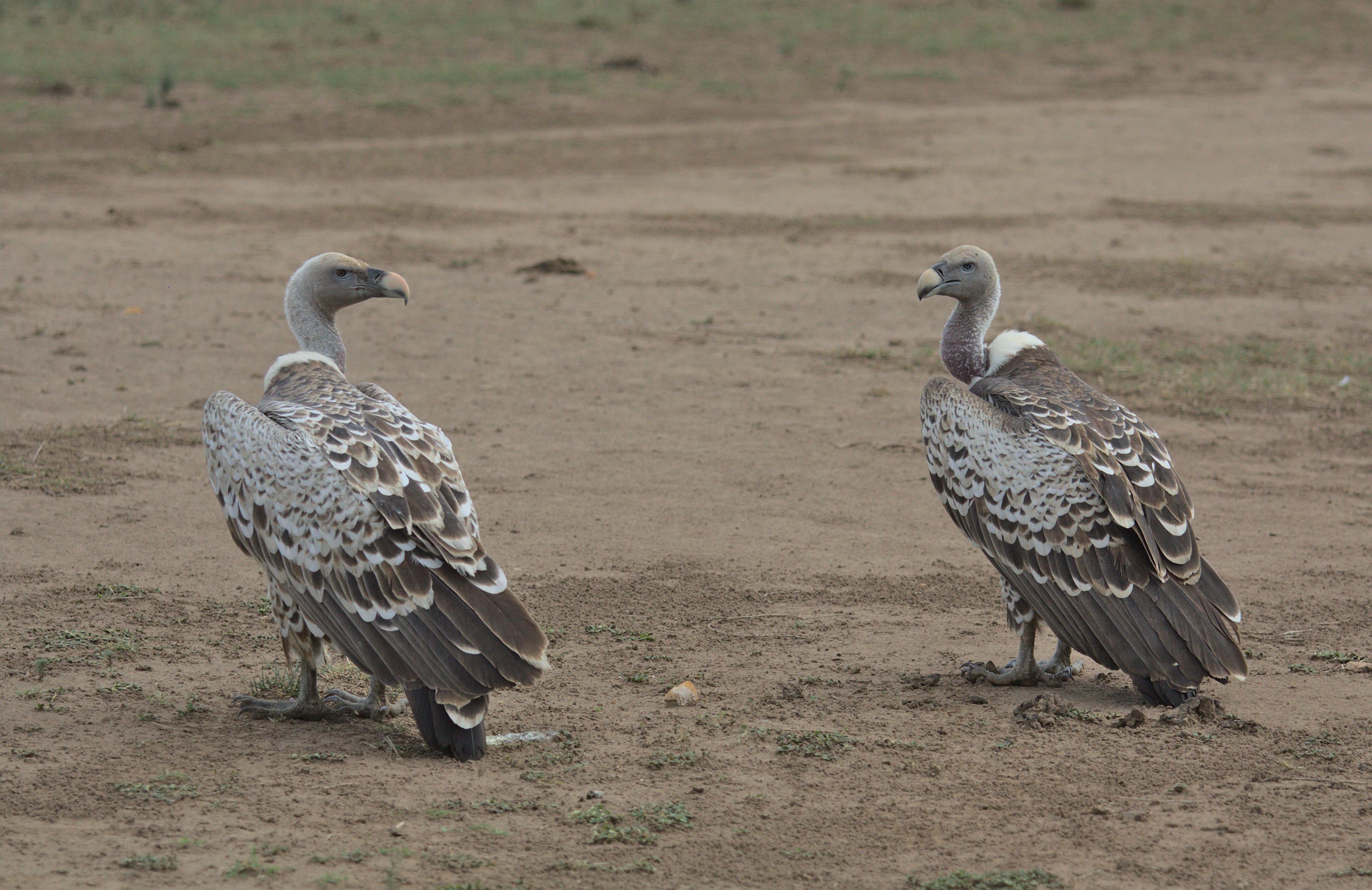 Two Vultures on the Field · Free Stock Photo