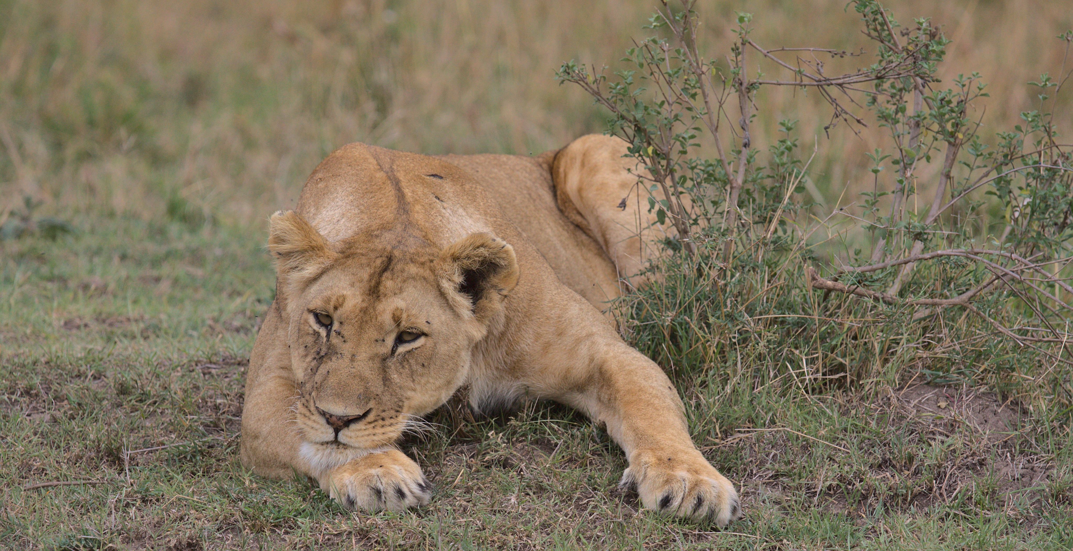 A Lioness Covered in Blood · Free Stock Photo