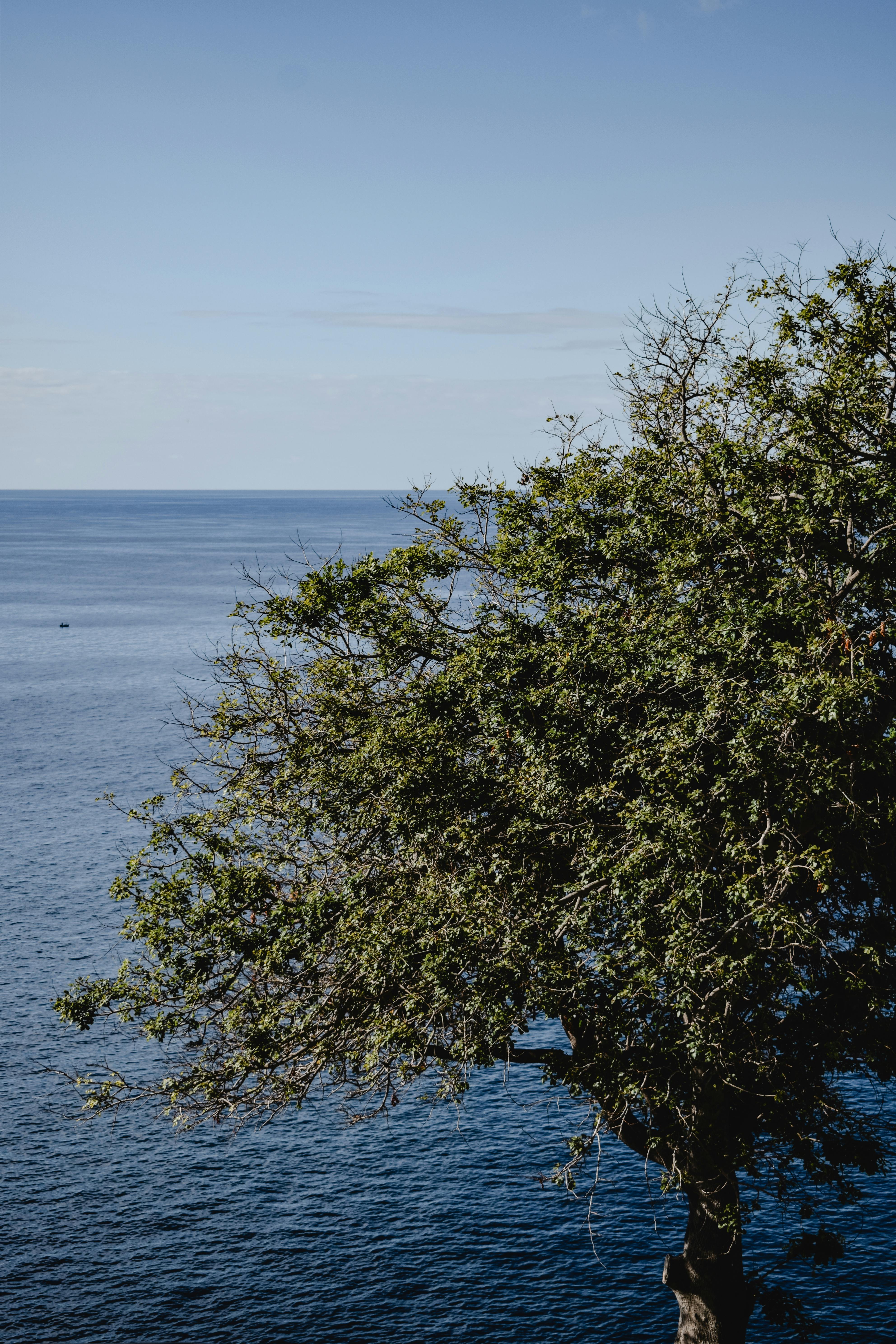 Green Tree Near Body of Water · Free Stock Photo