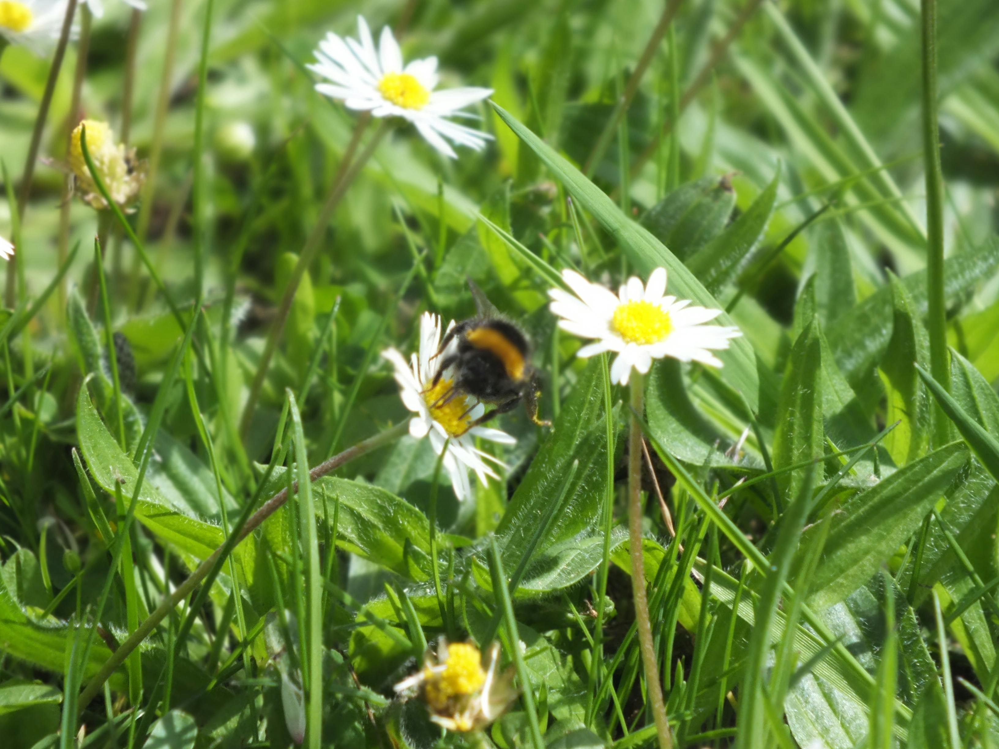 Free stock photo of bee, blade of grass, white daisy - Stock Image ...