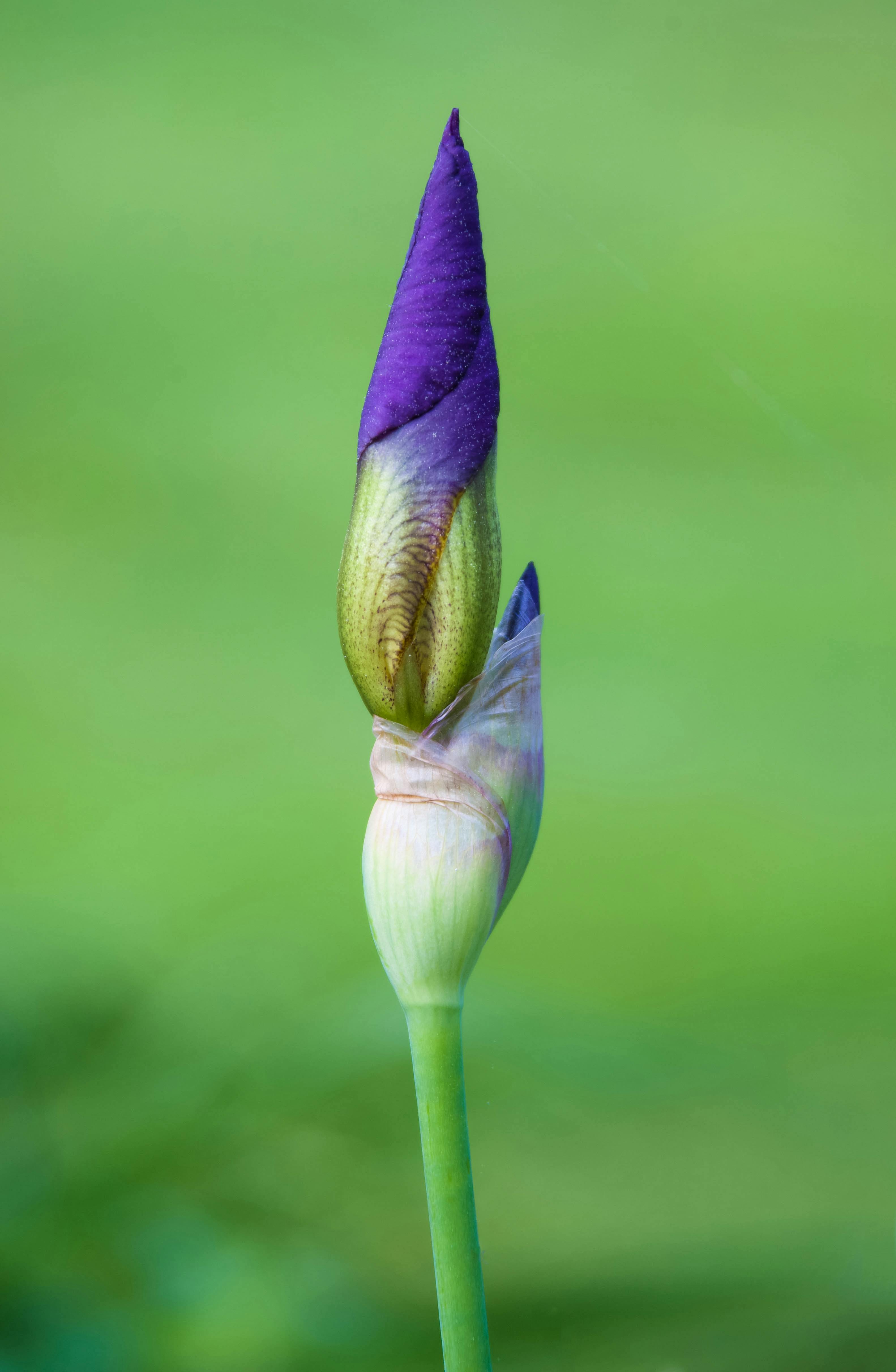 Purple Bearded Iris Bud in Close Up Photography · Free Stock Photo