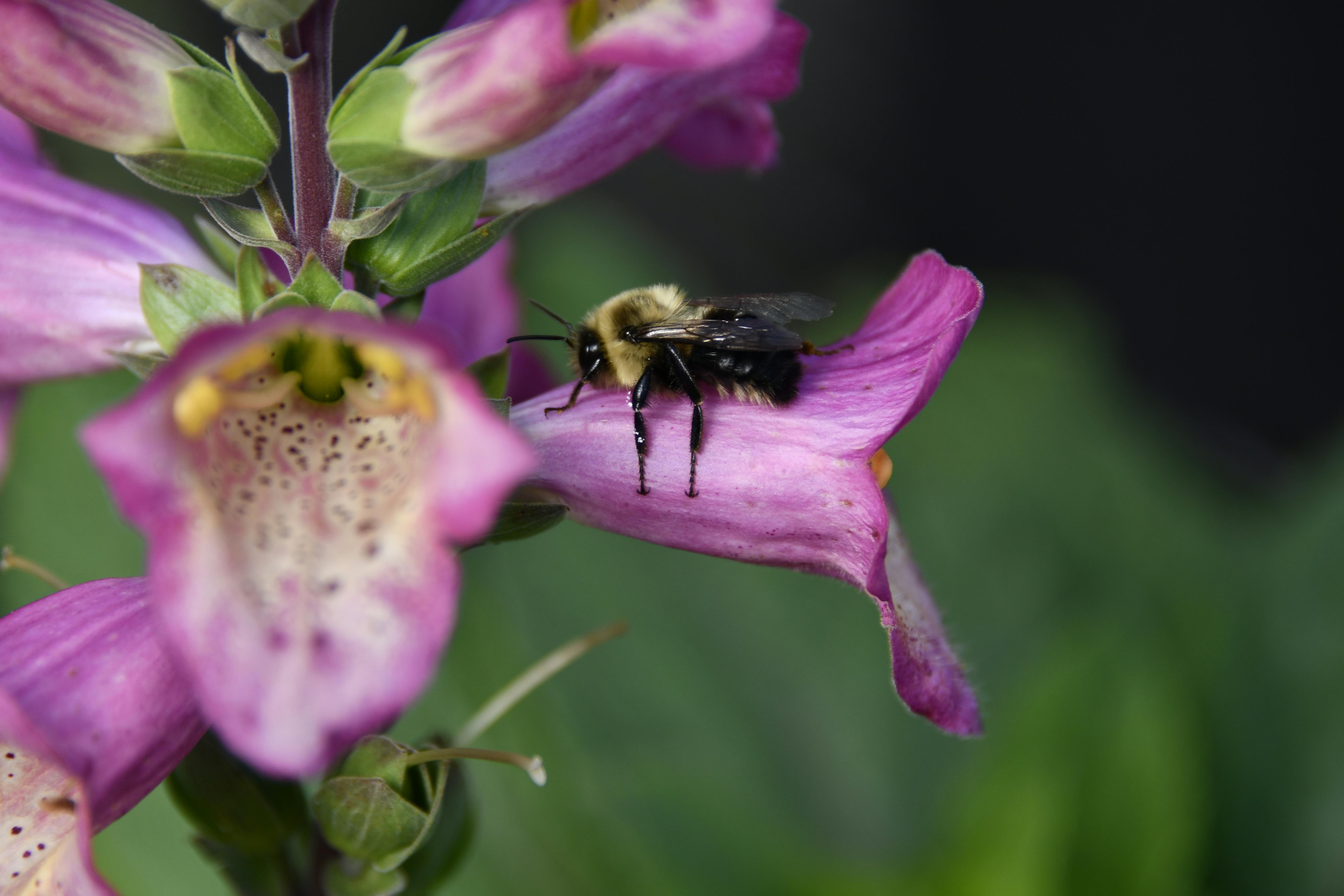 Foto de stock gratuita sobre abejas, borroso, flores floreciendo ...