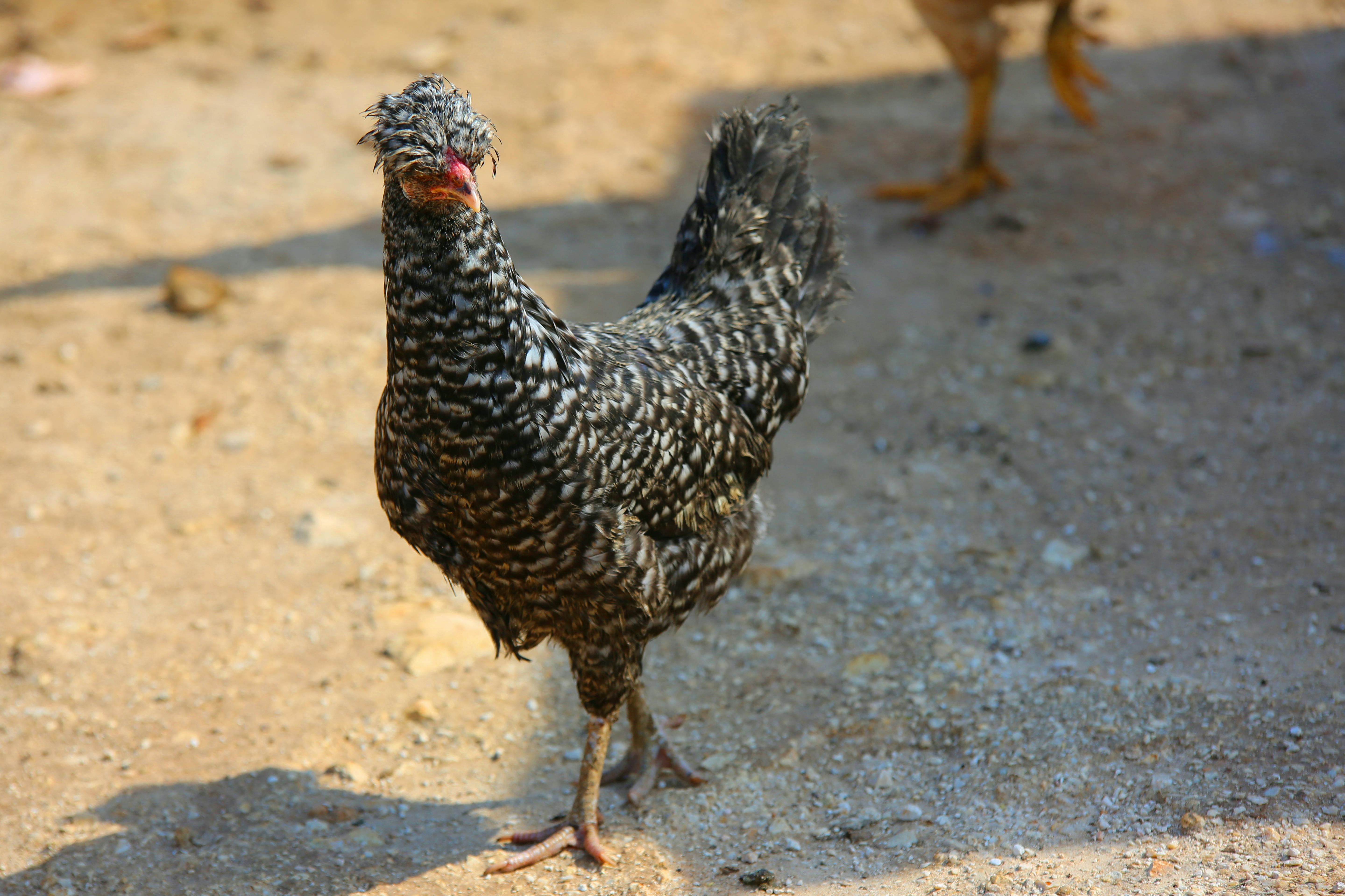 Close-up Photo Of Chicken · Free Stock Photo